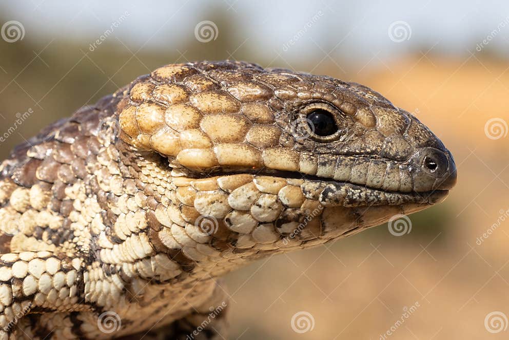 Shingleback Lizard stock photo. Image of australia, reptile - 291566322