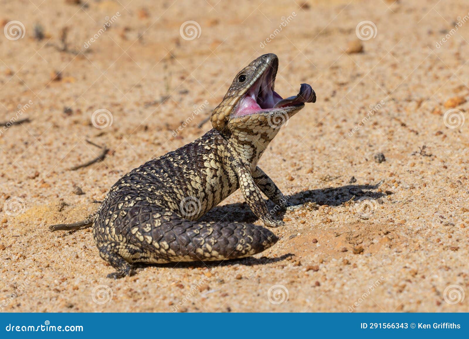 Shingleback Lizard stock image. Image of shingleback - 291566343