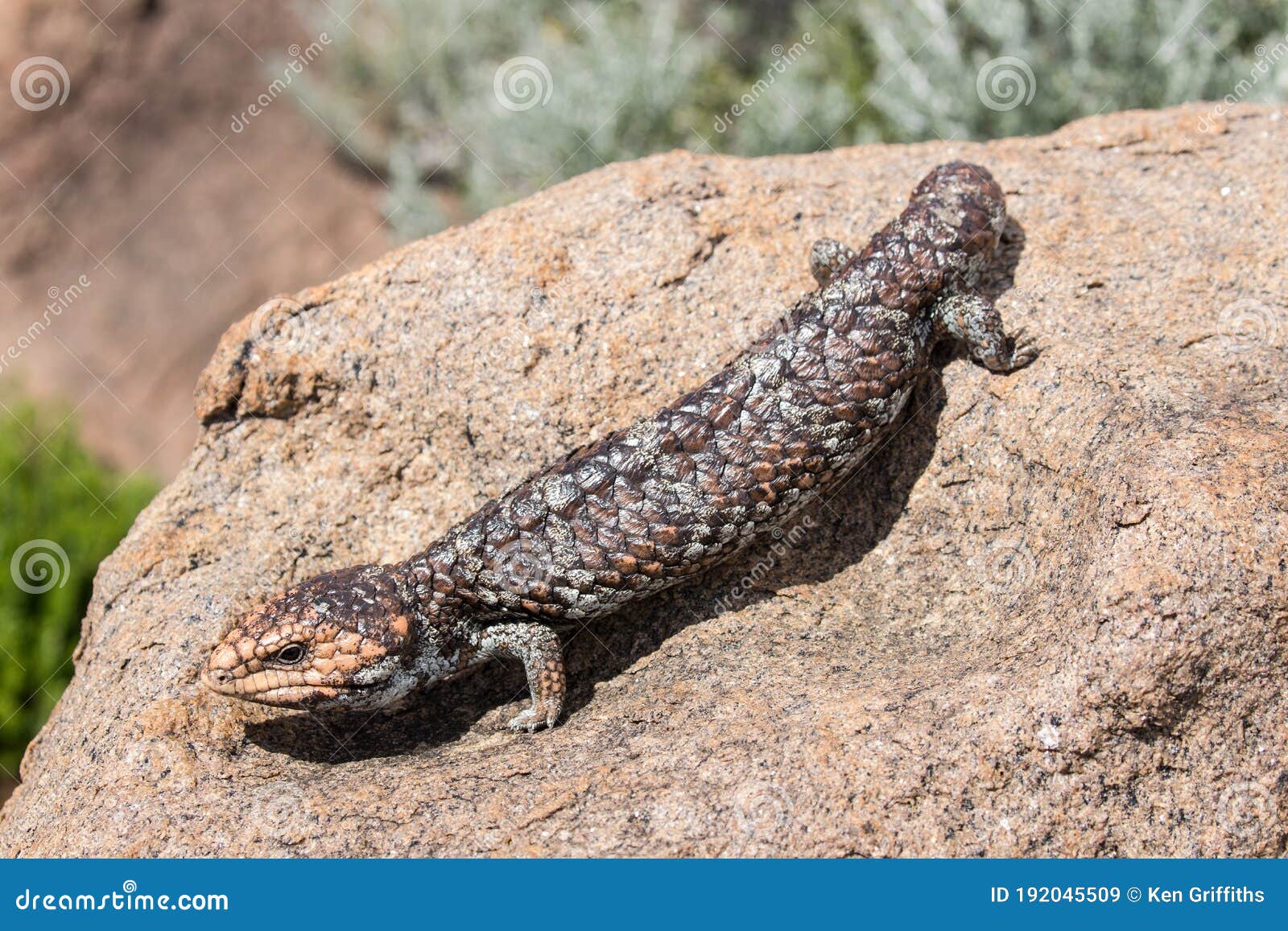 Shingleback Lizard stock image. Image of rugosa, fauna - 192045509