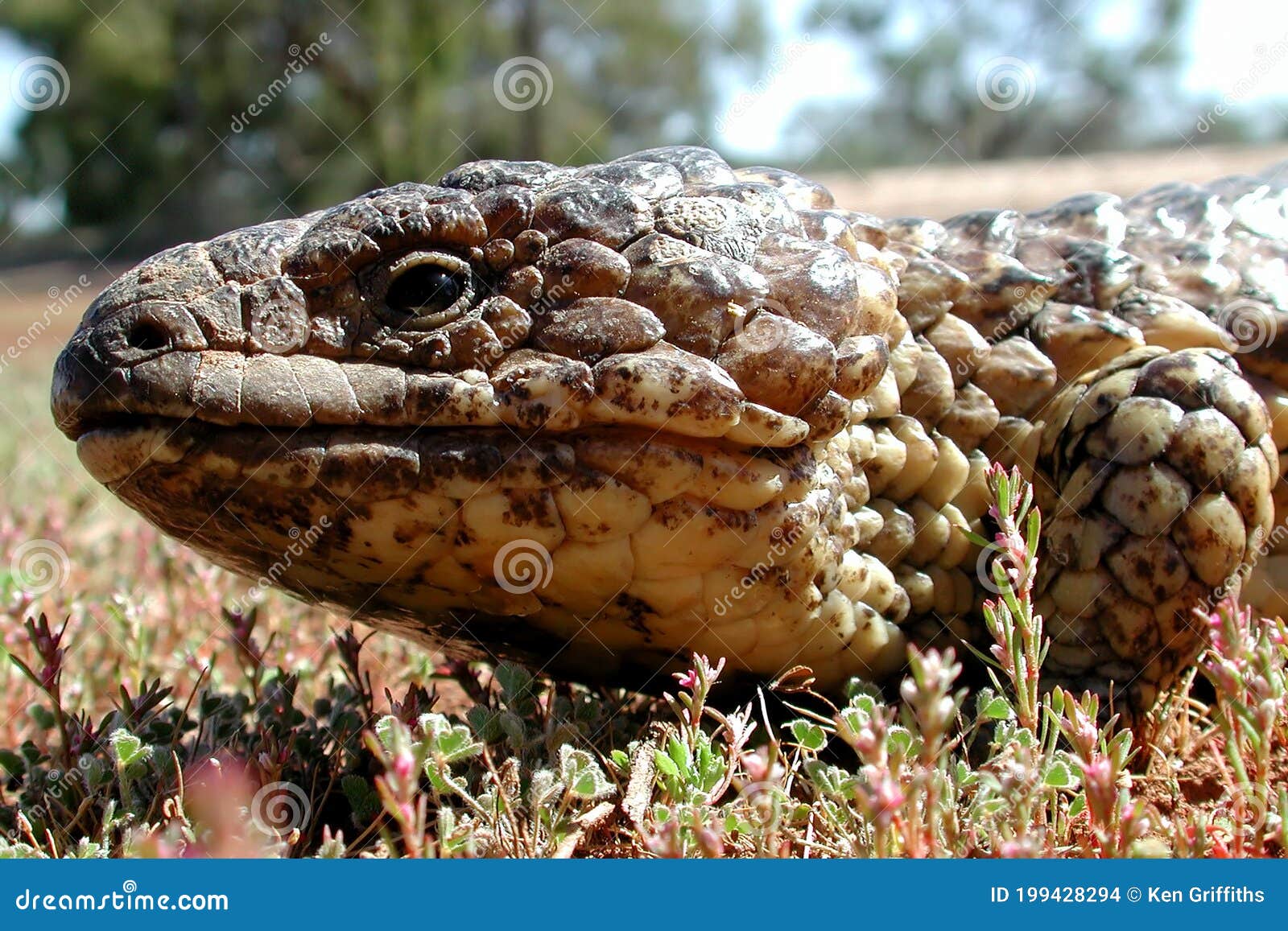 Shingleback Lizard stock photo. Image of tiliqua, skink - 199428294