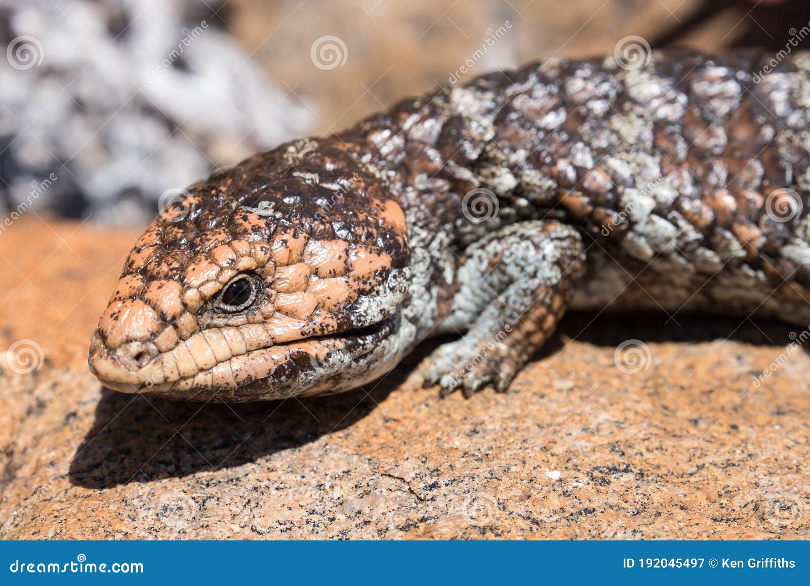 Shingleback Lizard stock image. Image of australia, lizard - 192045497
