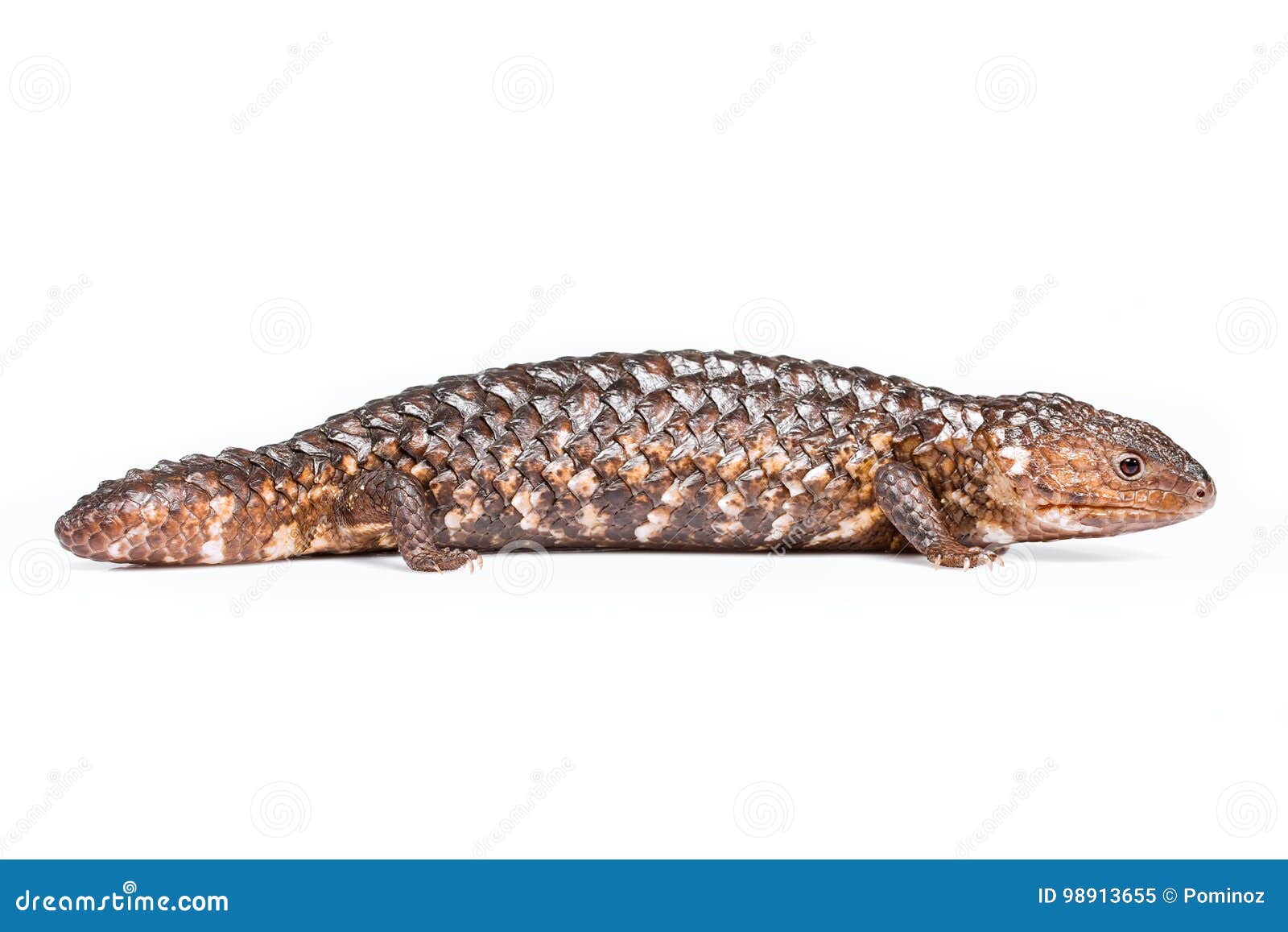 Shingleback Lizard Mouth Wide Open Showing Off The Blue Tongue Stock ...