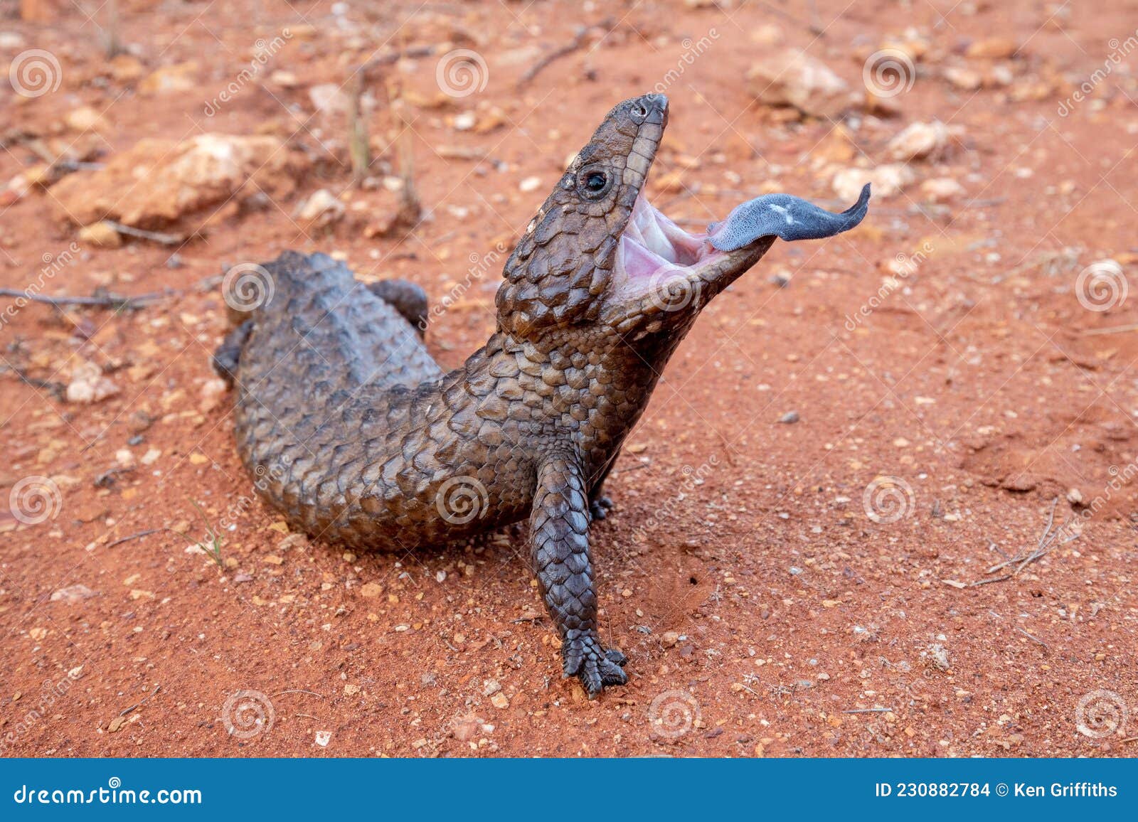 Shingleback Lizard stock photo. Image of australia, stance - 230882784