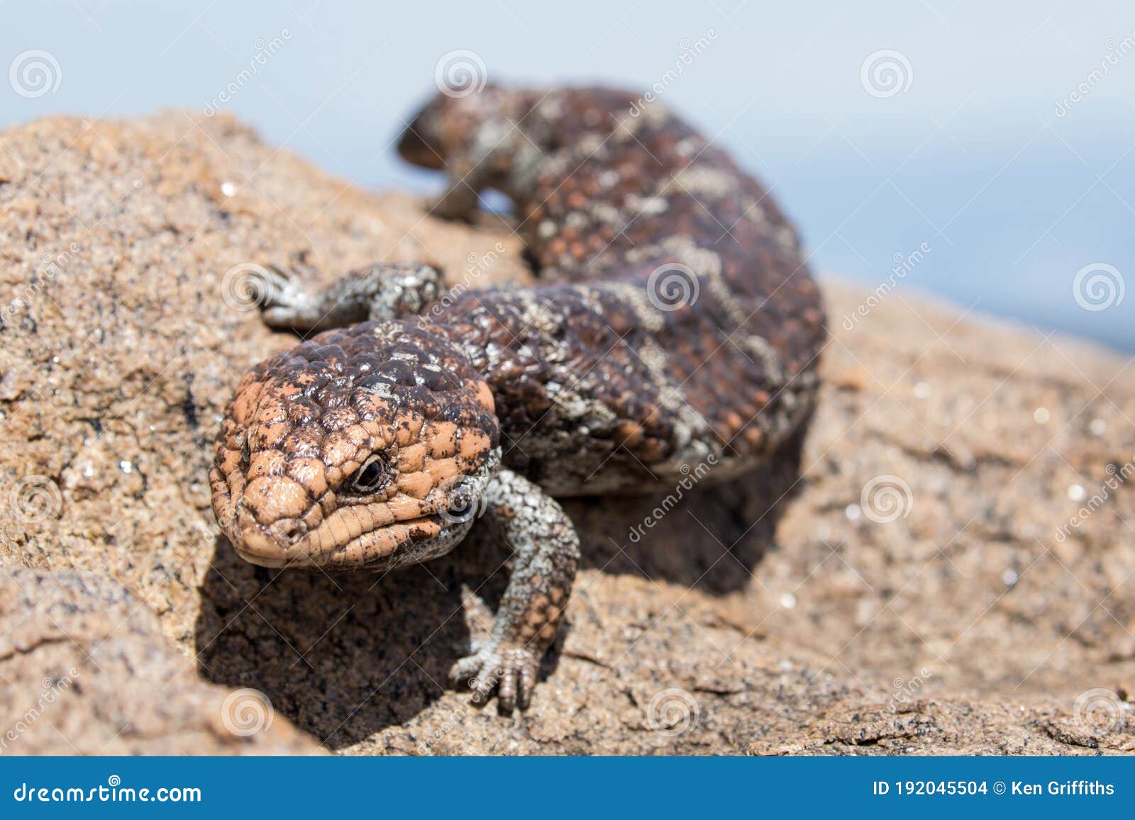 Shingleback Lizard stock photo. Image of wildlife, tail - 192045504