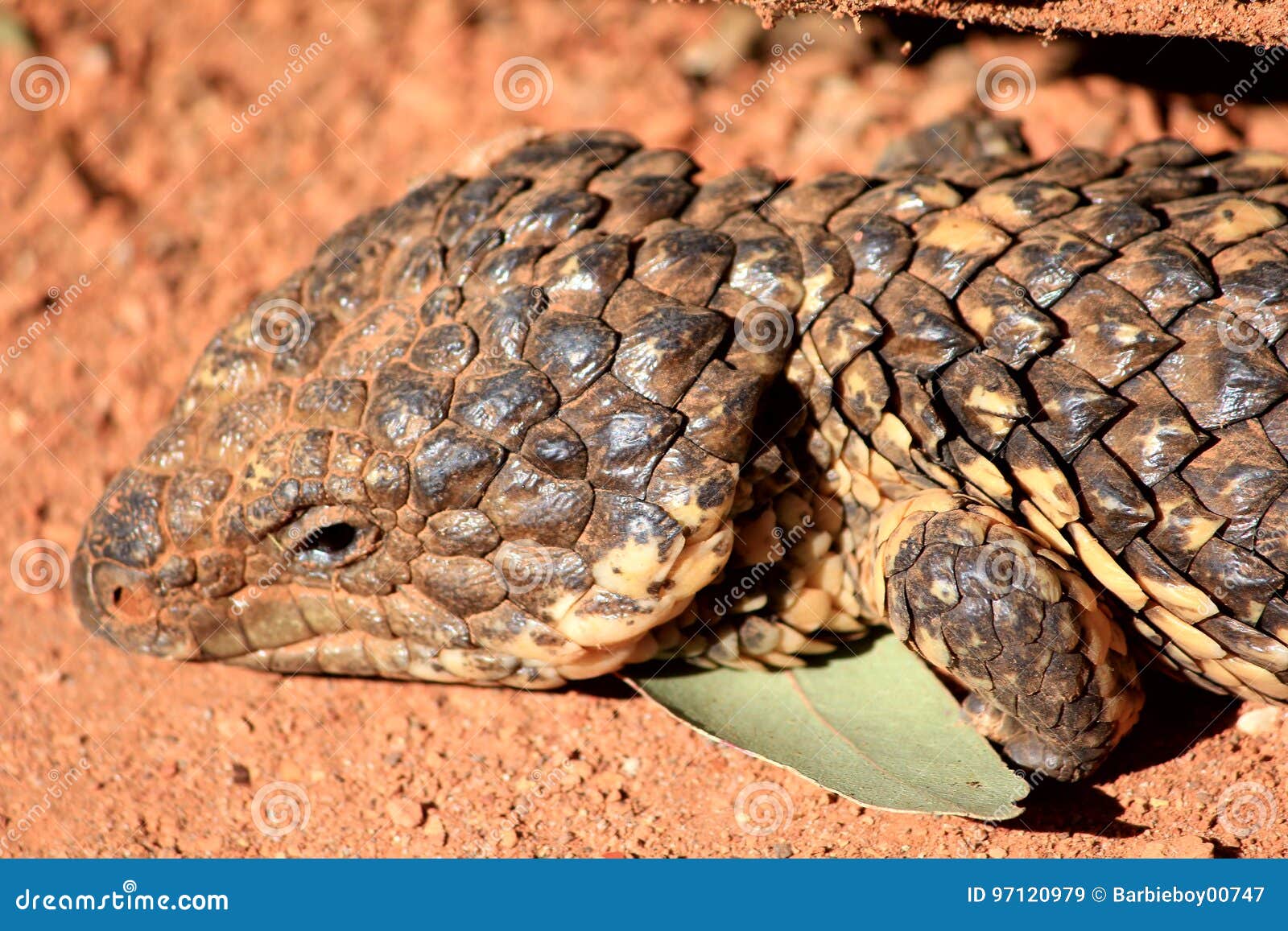 Shingleback Lizard stock image. Image of reptile, dirt - 97120979