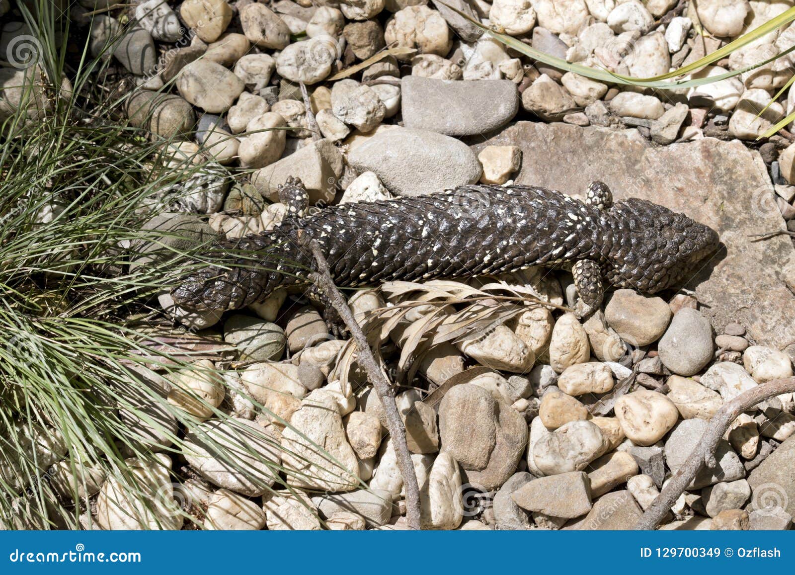 A Shingleback Lizard stock image. Image of black, legs - 129700349