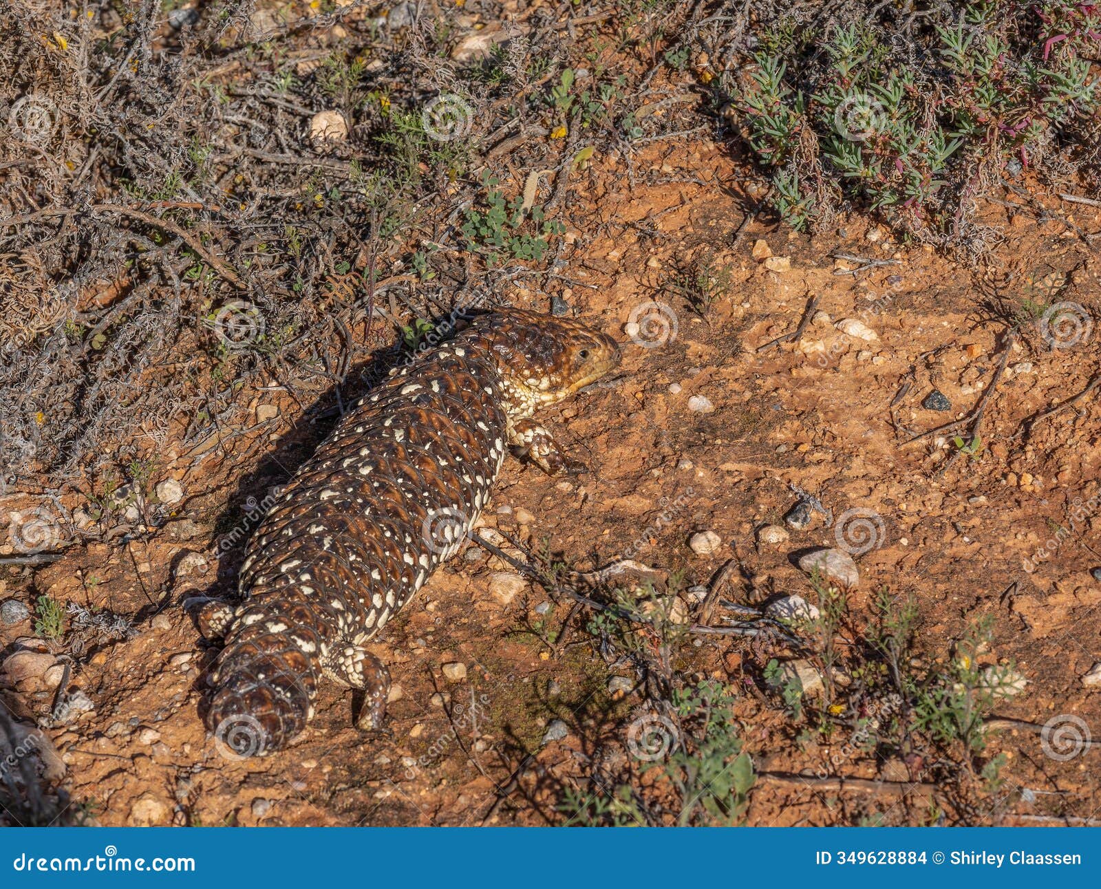 A Shingleback Lizard Trying To Blend into Its Dry Environment. Stock ...
