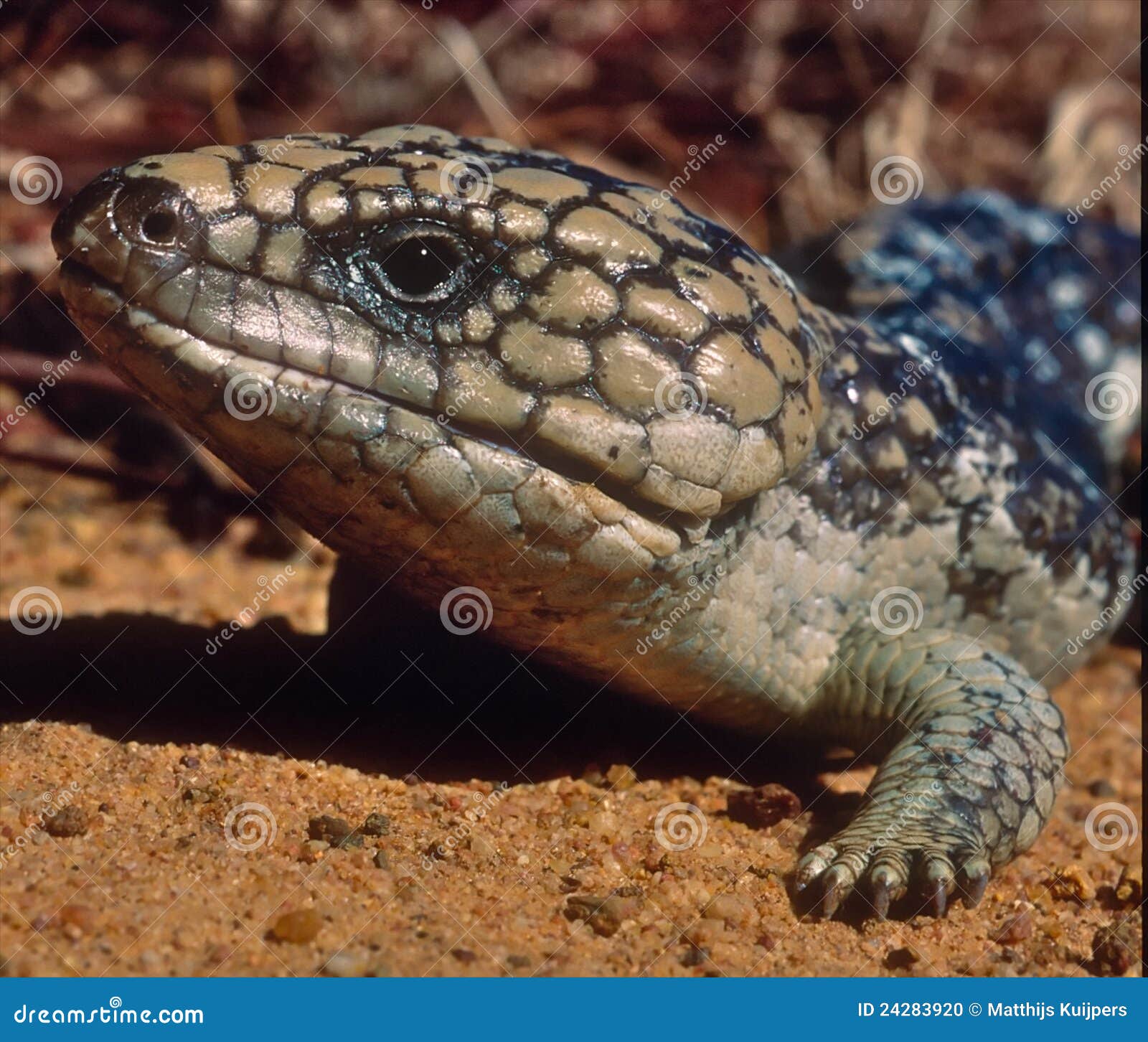 Shingleback skink stock photo. Image of perth, skink - 24283920