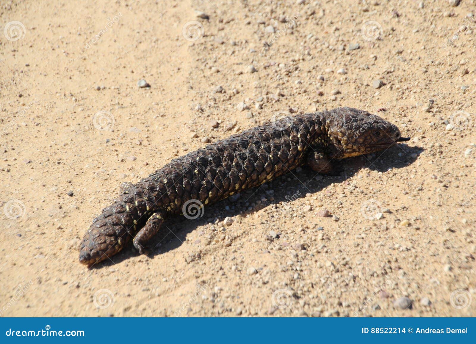Shingleback Skink in Australia Meridionale Fotografia Stock - Immagine ...