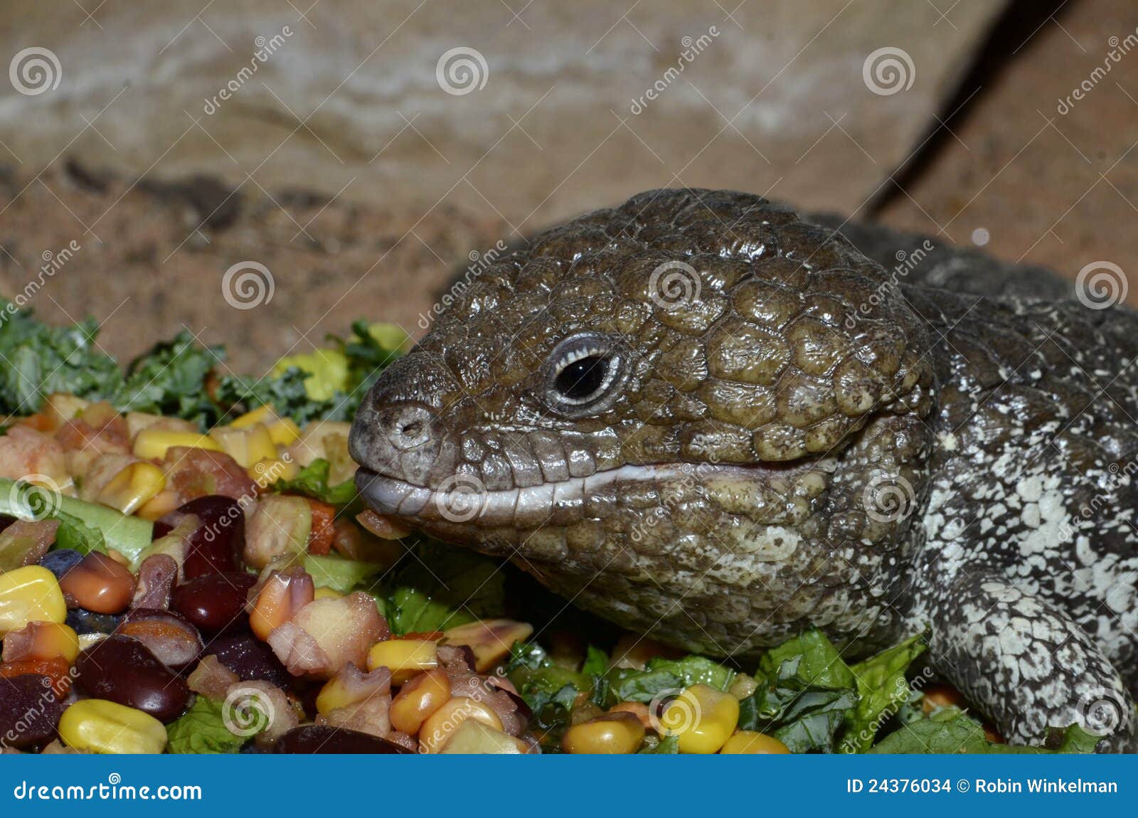 Shingleback skink and food stock photo. Image of lizard - 24376034