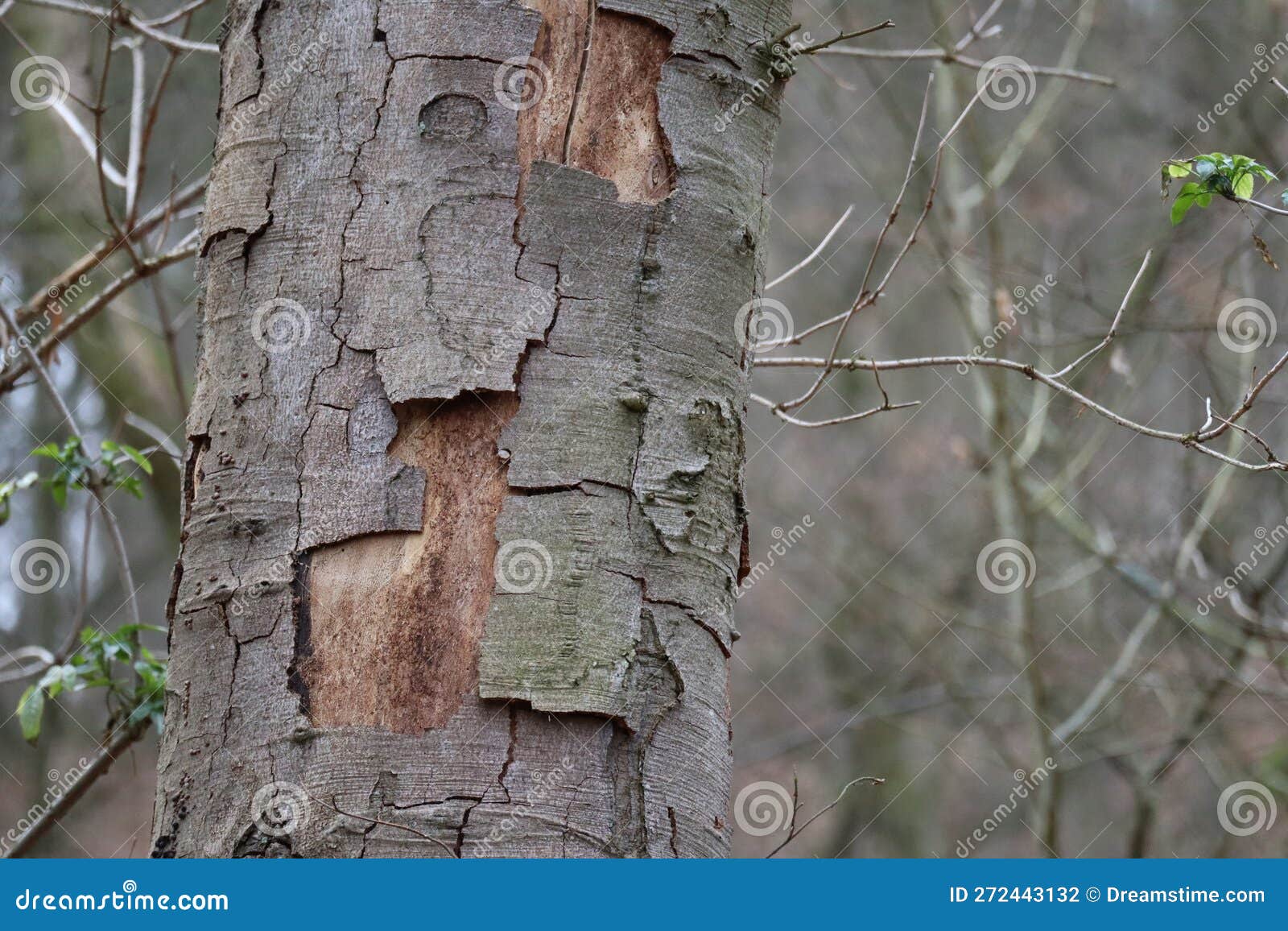 Tree shingles stock photo. Image of infestation, chipped - 272443132