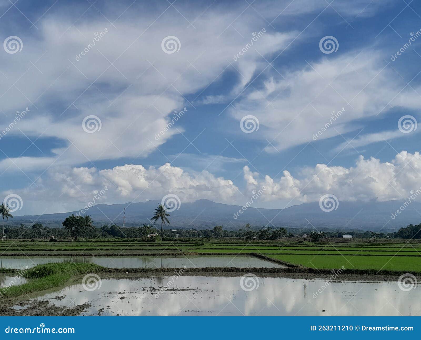 Shini day stock photo. Image of reflection, coconut - 263211210