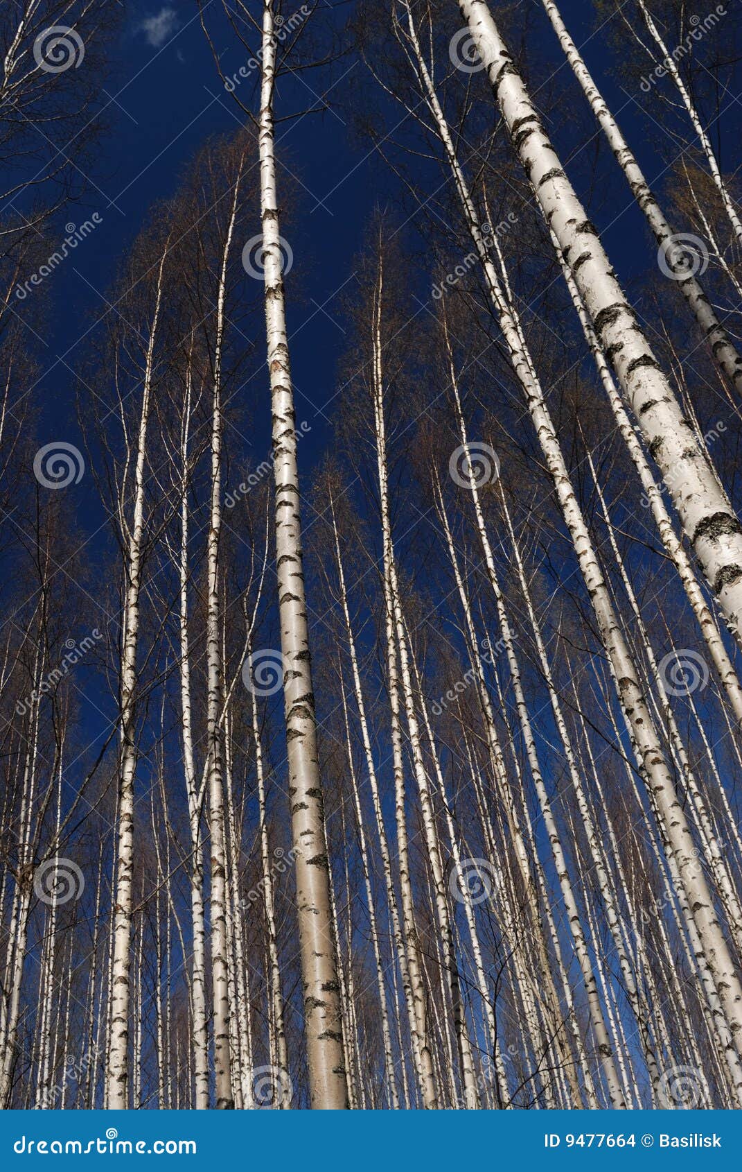 Shining Birch Forest stock photo. Image of birk, cold - 9477664
