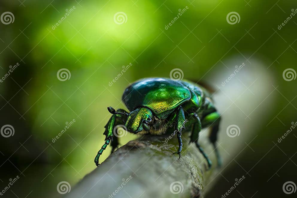 Shining bug stock photo. Image of flower, environment - 327721706
