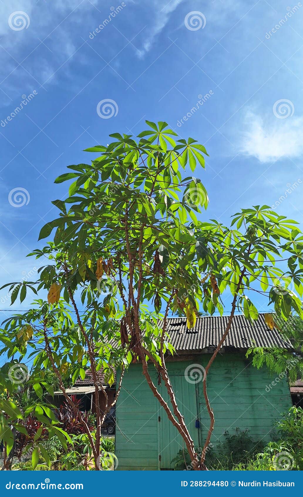 Shining Cassava Tree Stock Photos - Free & Royalty-Free Stock Photos ...