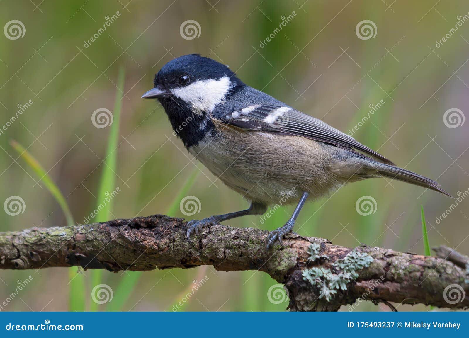 Shining Coal Tit Periparus Ater Posing on Densely Lichen Covered Branch ...