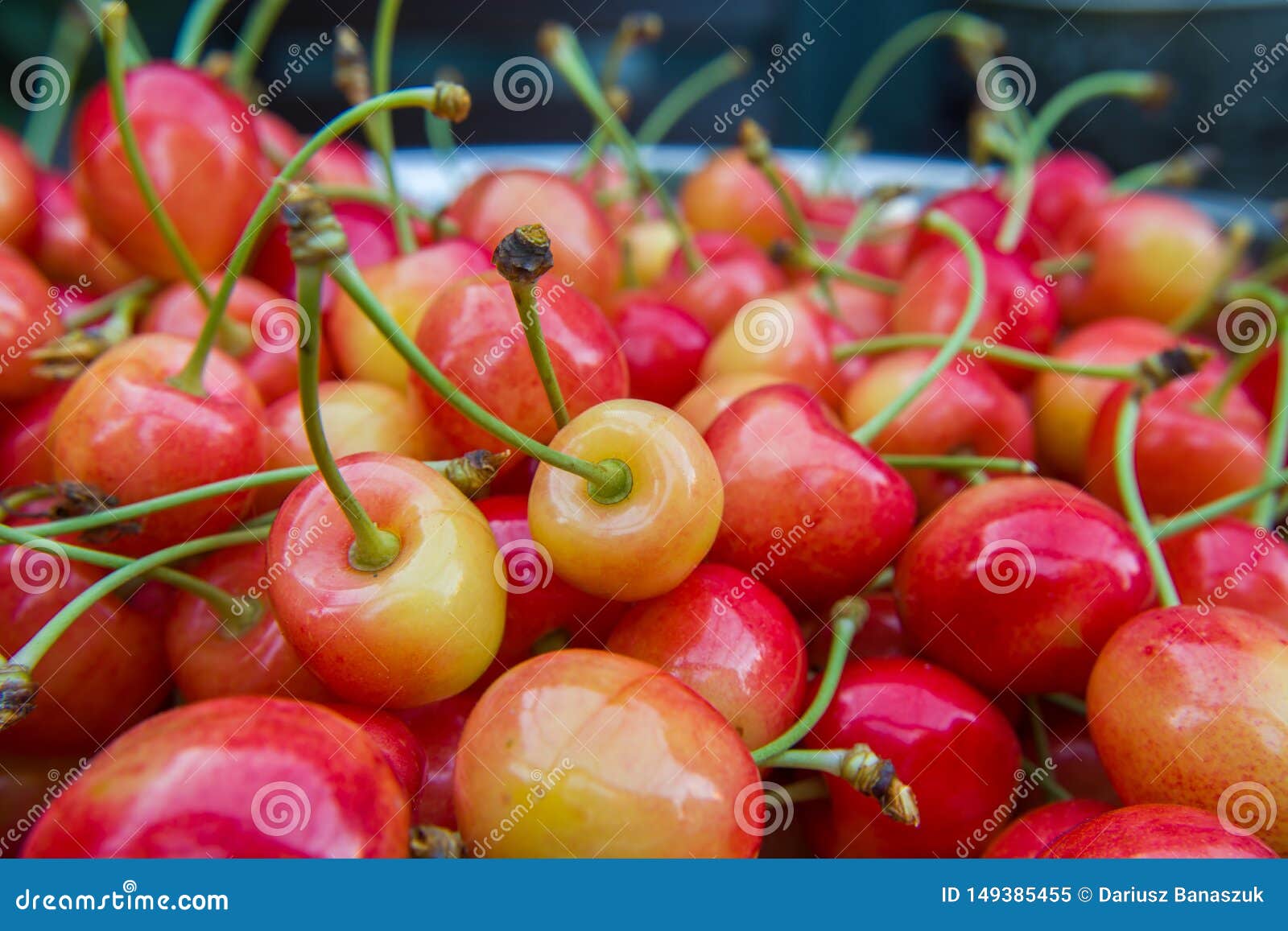 Shining Colorful and Fresh Cherries with Petioles Stock Image - Image ...
