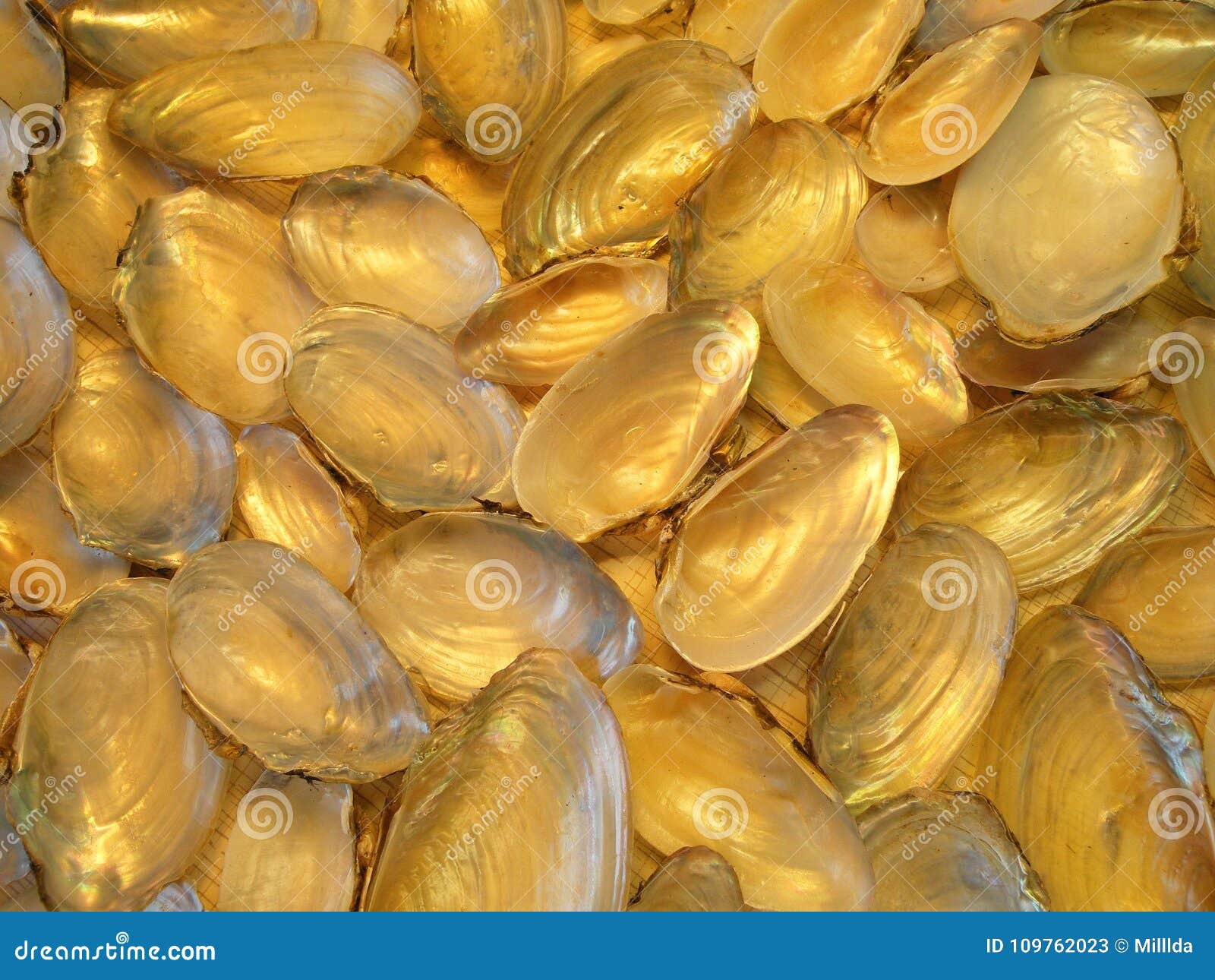 Shining Empty Shells Pattern Stock Image - Image of marine, shining ...