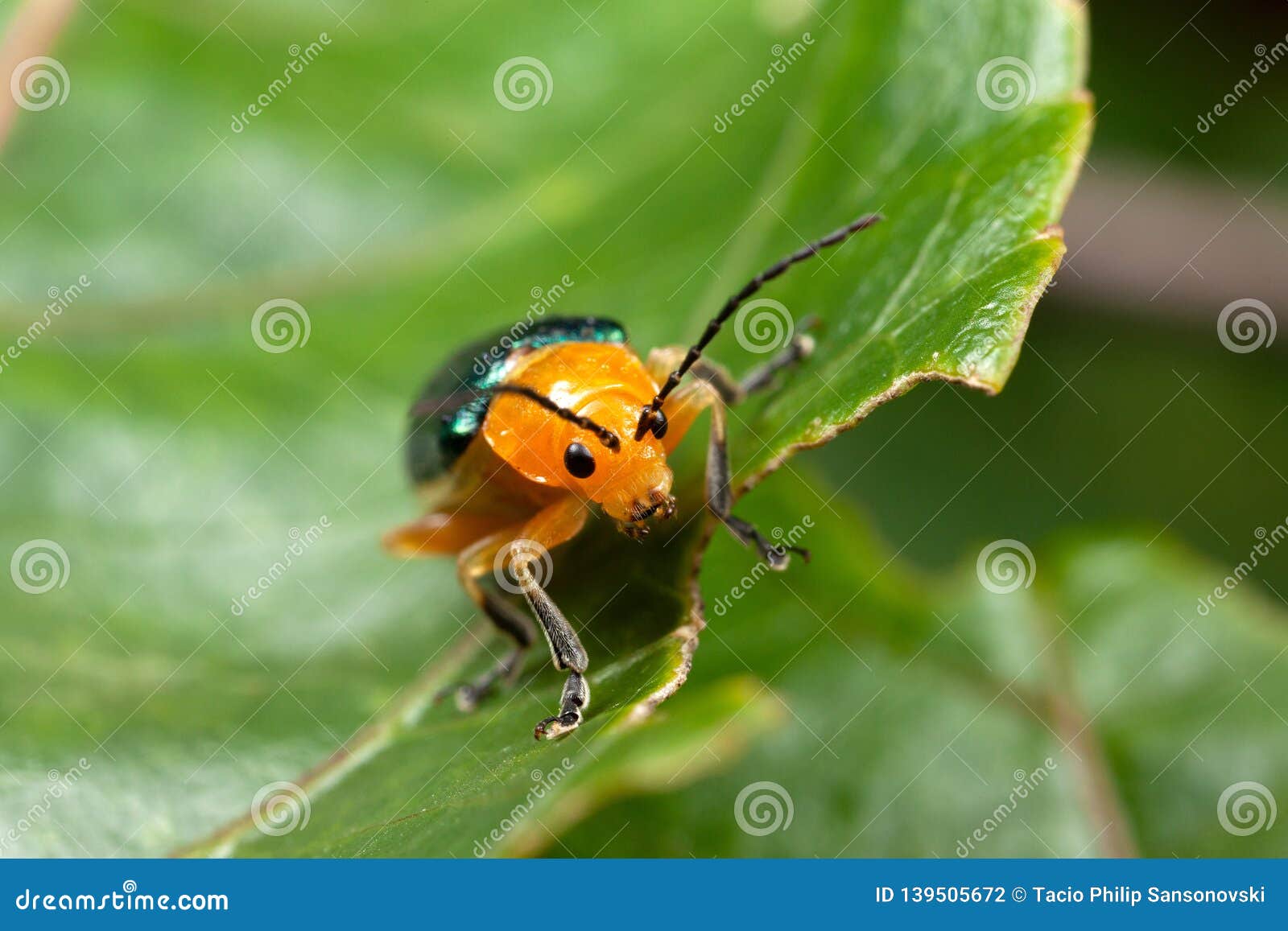 Shining Flea Beetle - Asphaera Lustrans on Passionfruit Leaf Stock ...