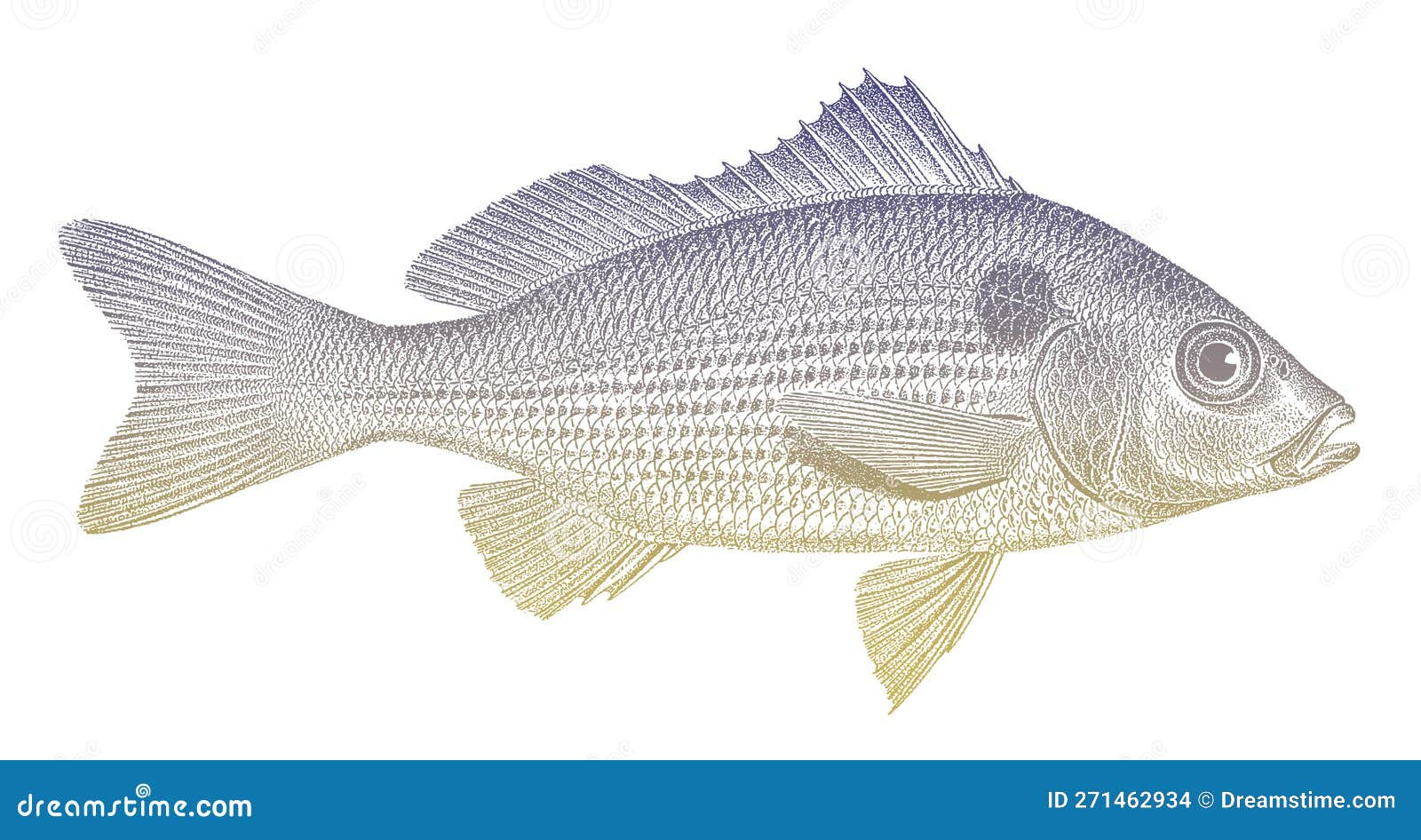 Shining Grunt Haemulopsis Nitidus Stock Vector - Illustration of grunt ...