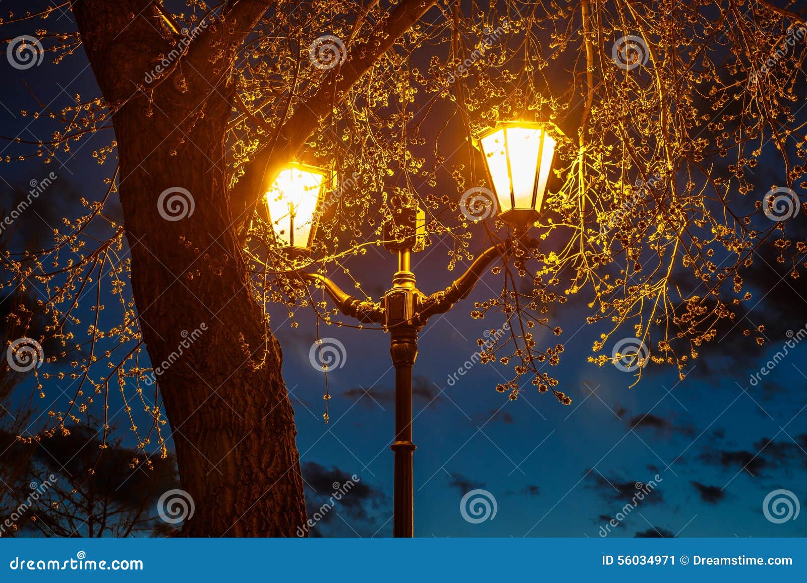 A Shining Lantern during the Late Sunset Under the Crown of the Poplar ...