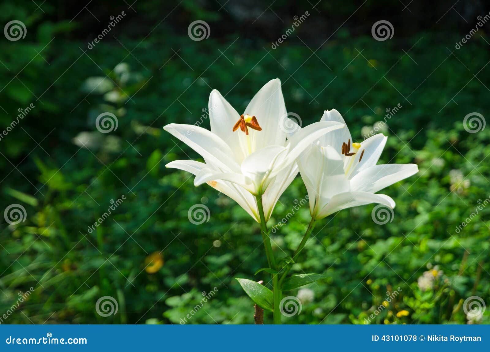 Shining Lilies in the Green Stock Photo - Image of light, lilies: 43101078