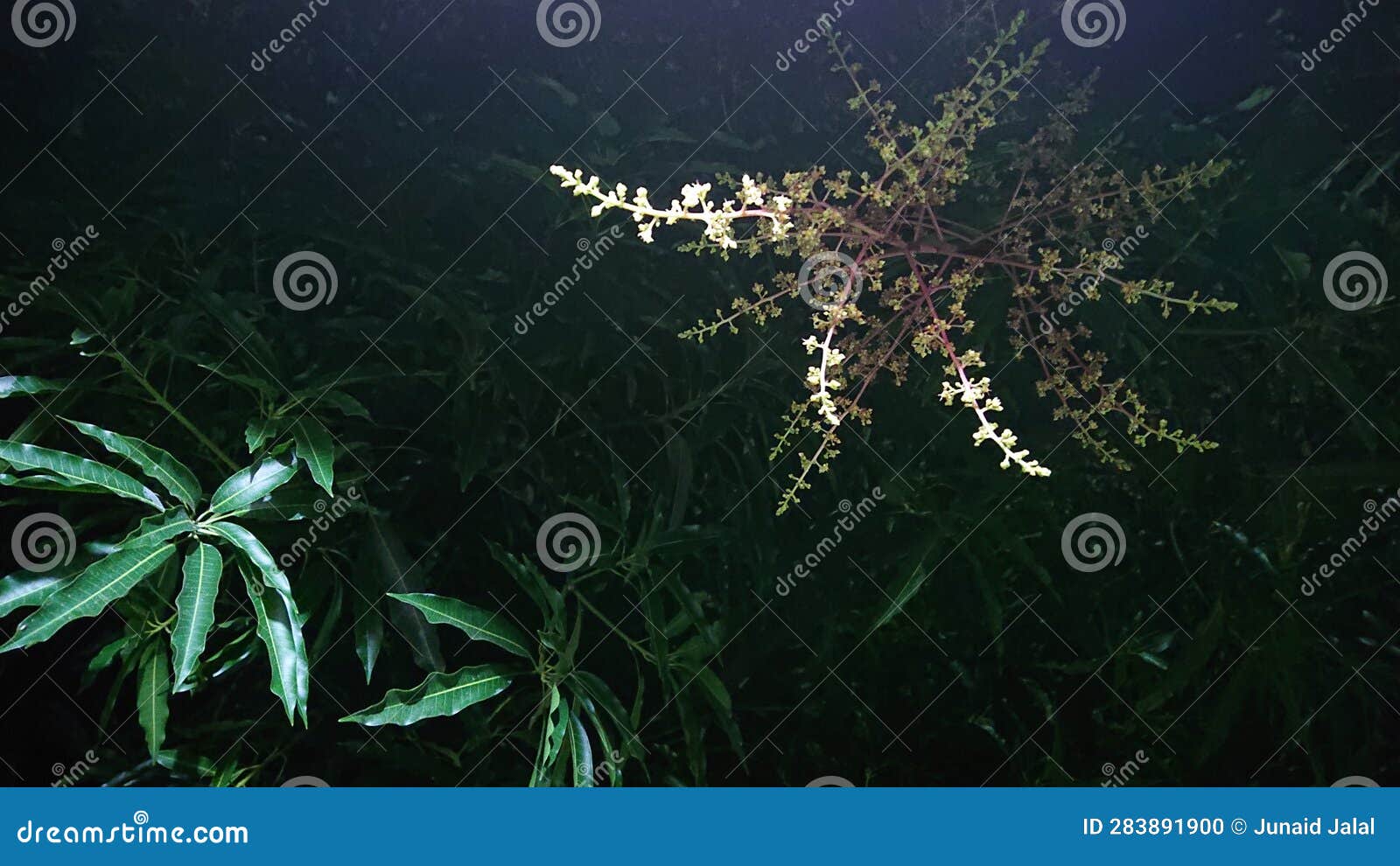 Shining Mango Flowers at Night Stock Photo - Image of flowers, tree ...
