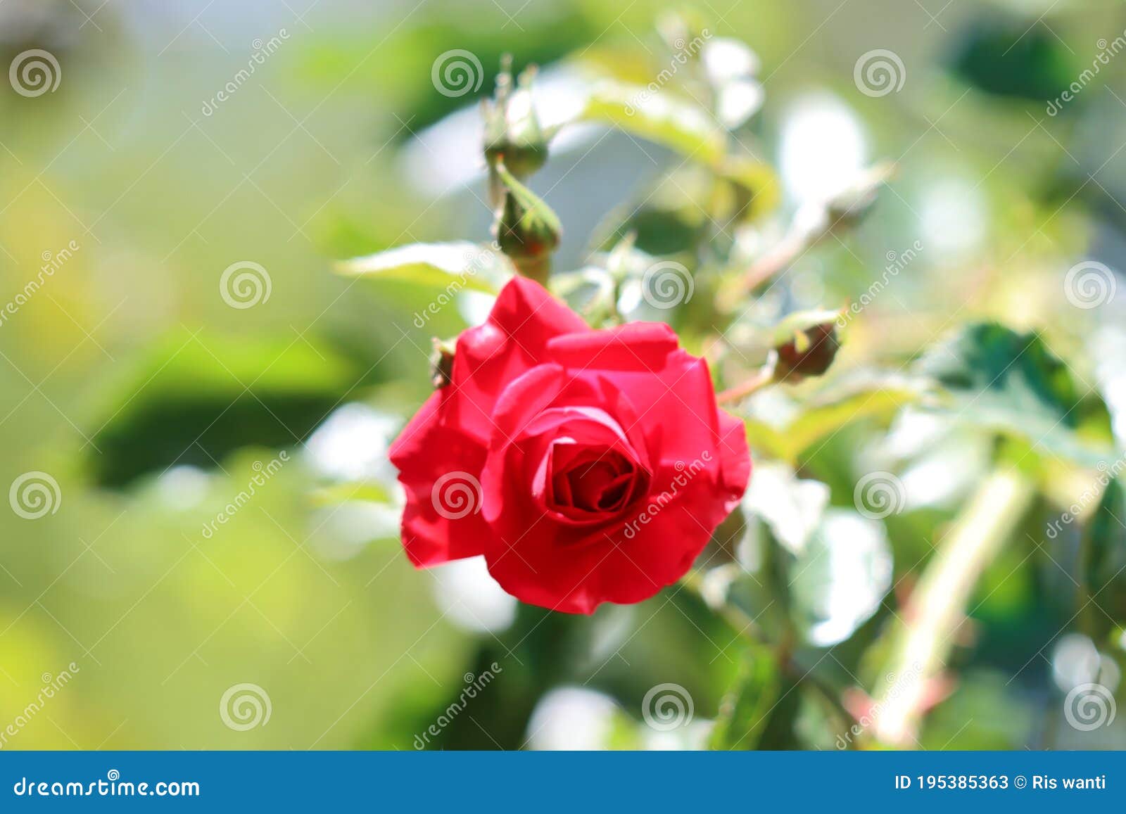 Shining red rose at summer stock image. Image of pink - 195385363