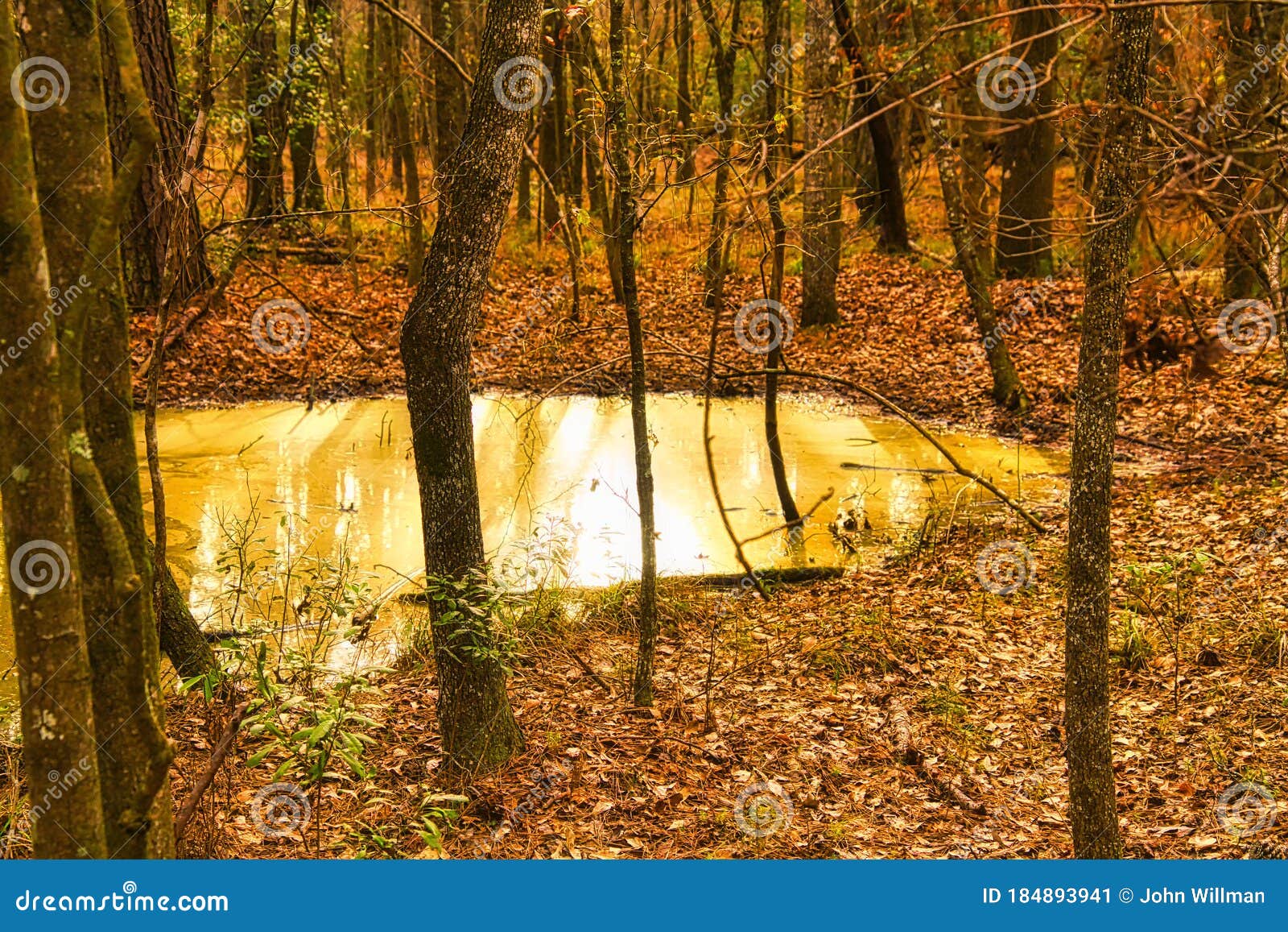 Shining Secluded Liquid Gold Pond Deep within Forest at Dusk Stock ...