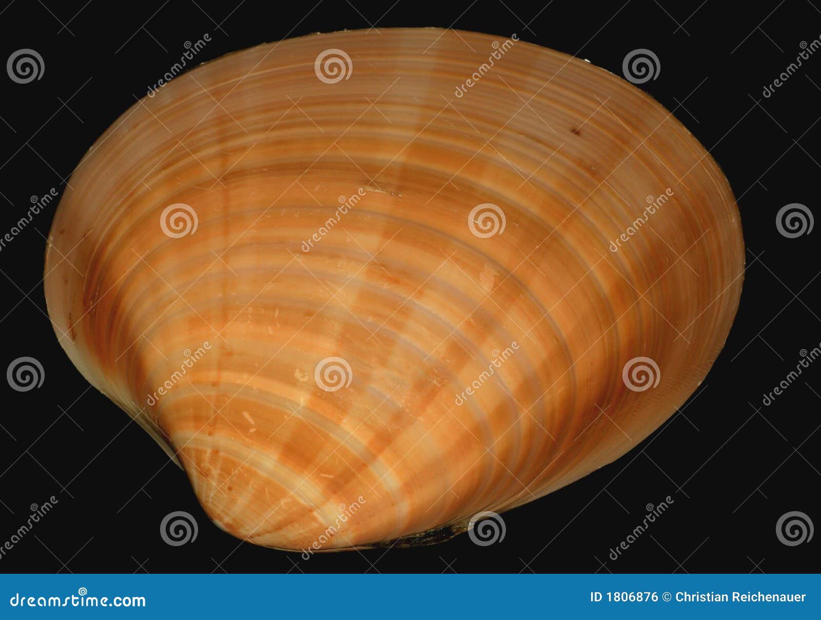 Shining shell from greece stock photo. Image of isolated - 1806876