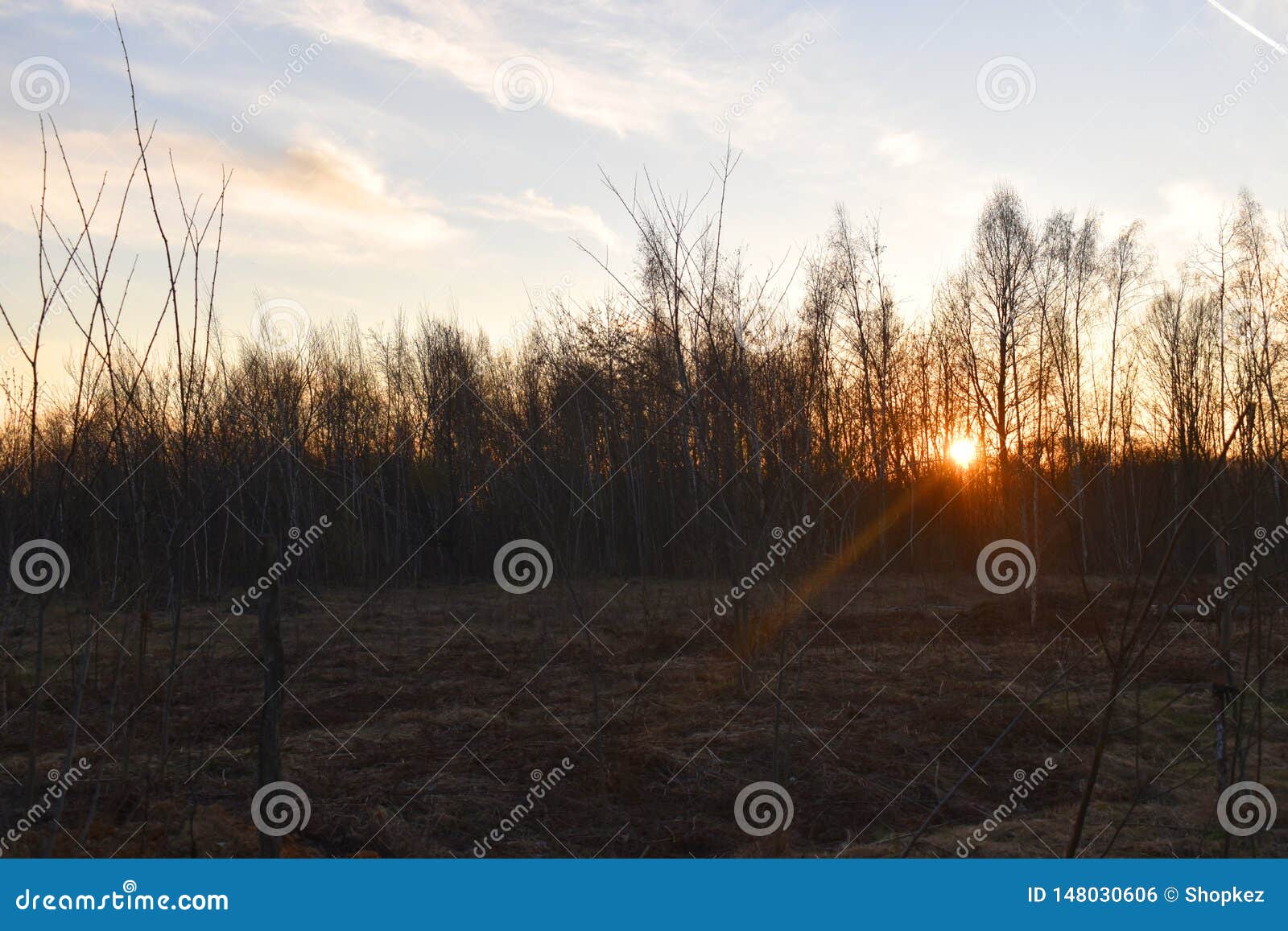 Shining Sun Behind the Trees Stock Photo - Image of dawn, outdoor ...