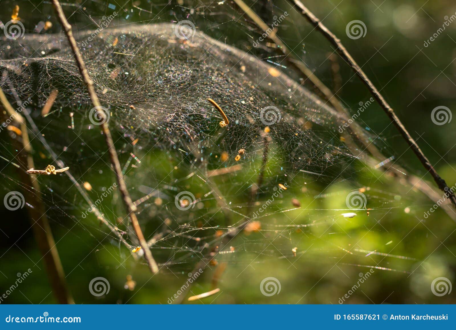 Shining in the Sun Cobweb, Which Fell into Small Mote from Trees and ...