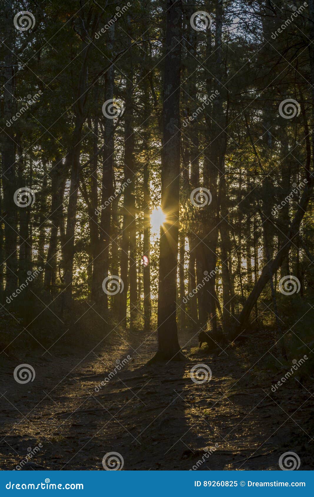 Shining Sun in Forest stock image. Image of landscape - 89260825