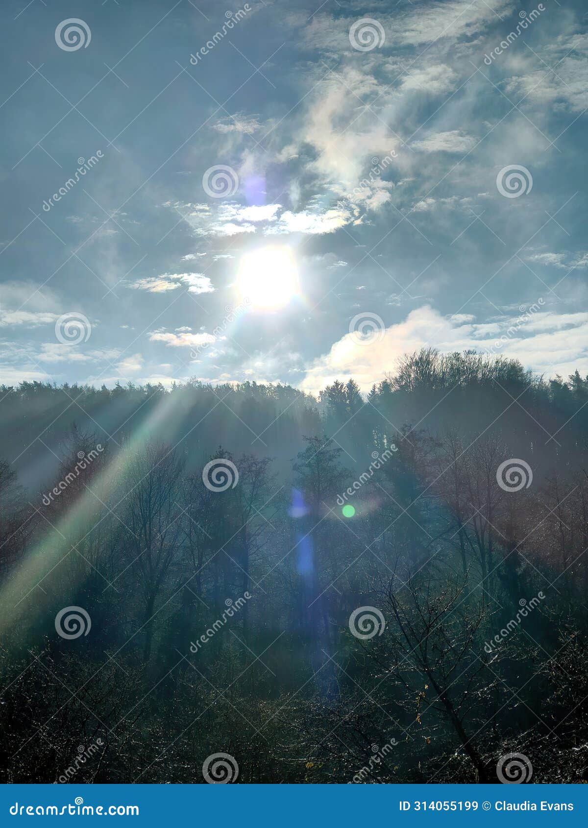 Shining sun over a forest stock image. Image of landscape - 314055199