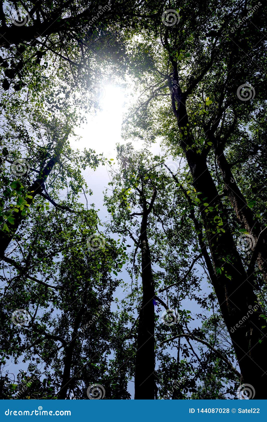 Shining Sun Peeping through Thick Forest Trees Stock Photo - Image of plant, angle: 144087028