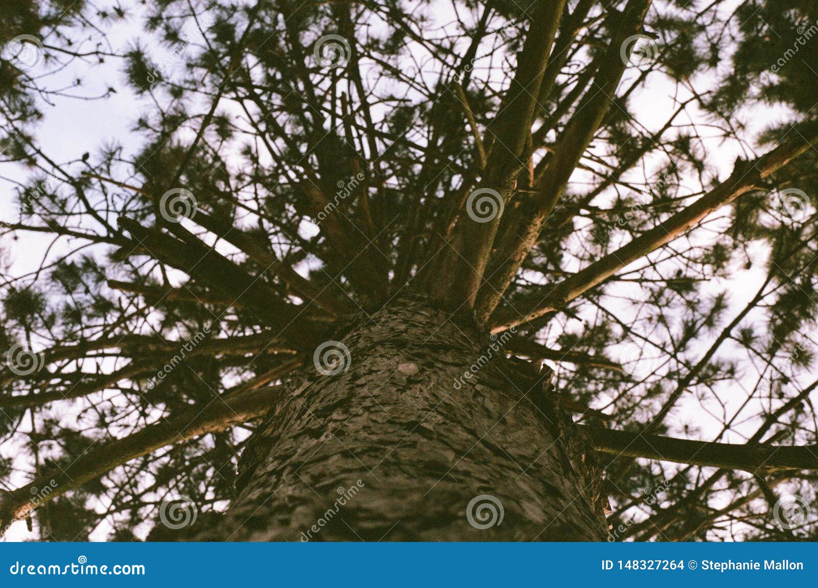 Looking Up at a Tree . Beautiful Toronto Stock Photo - Image of tree ...