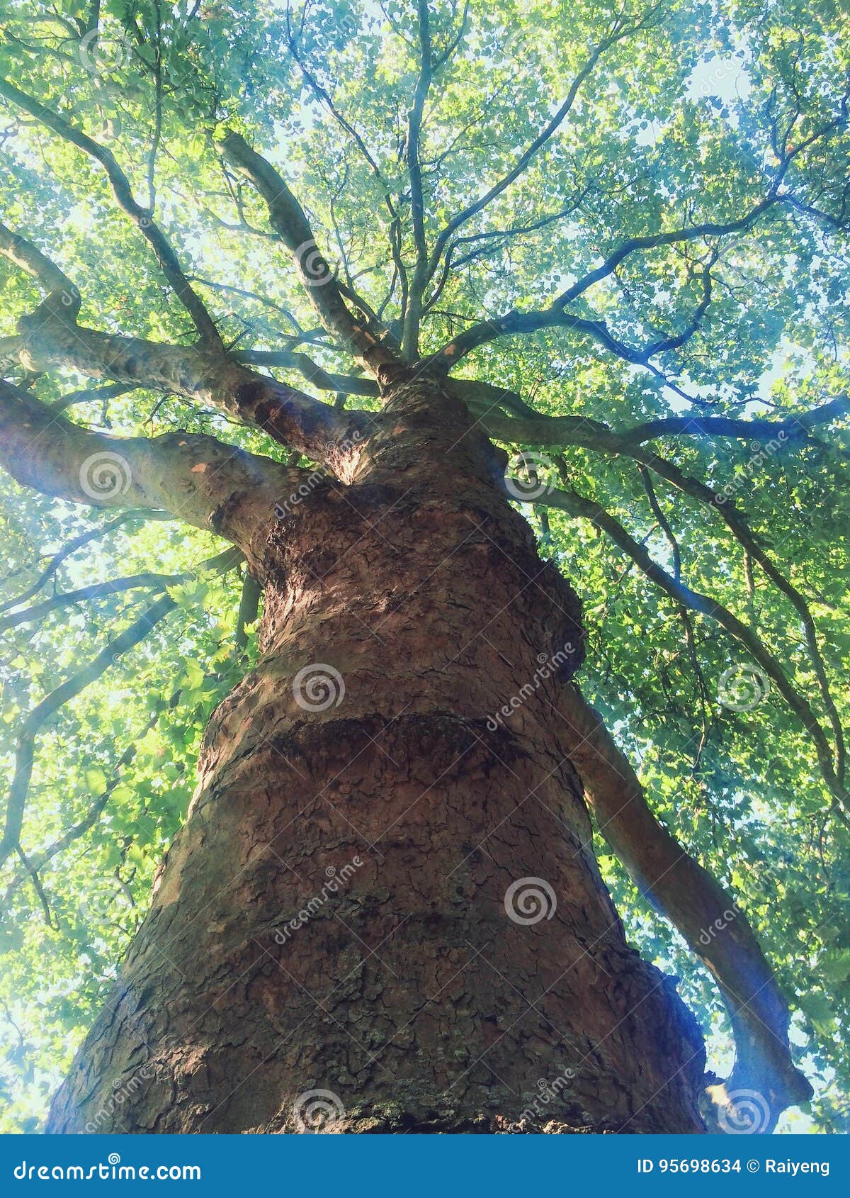 Shining tree stock photo. Image of bark, green, leaves - 95698634