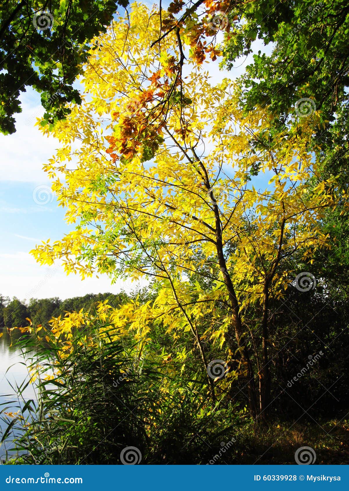 Shining tree stock photo. Image of season, ecology, nature - 60339928