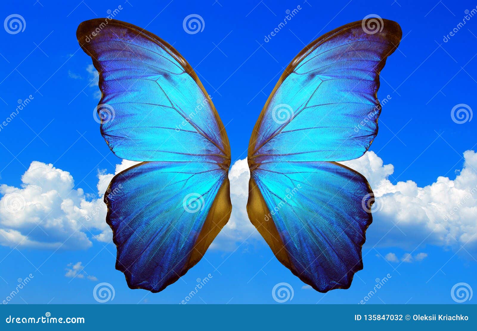 Shining Wings of a Blue Morpho Butterfly on a Background of Blue Sky ...