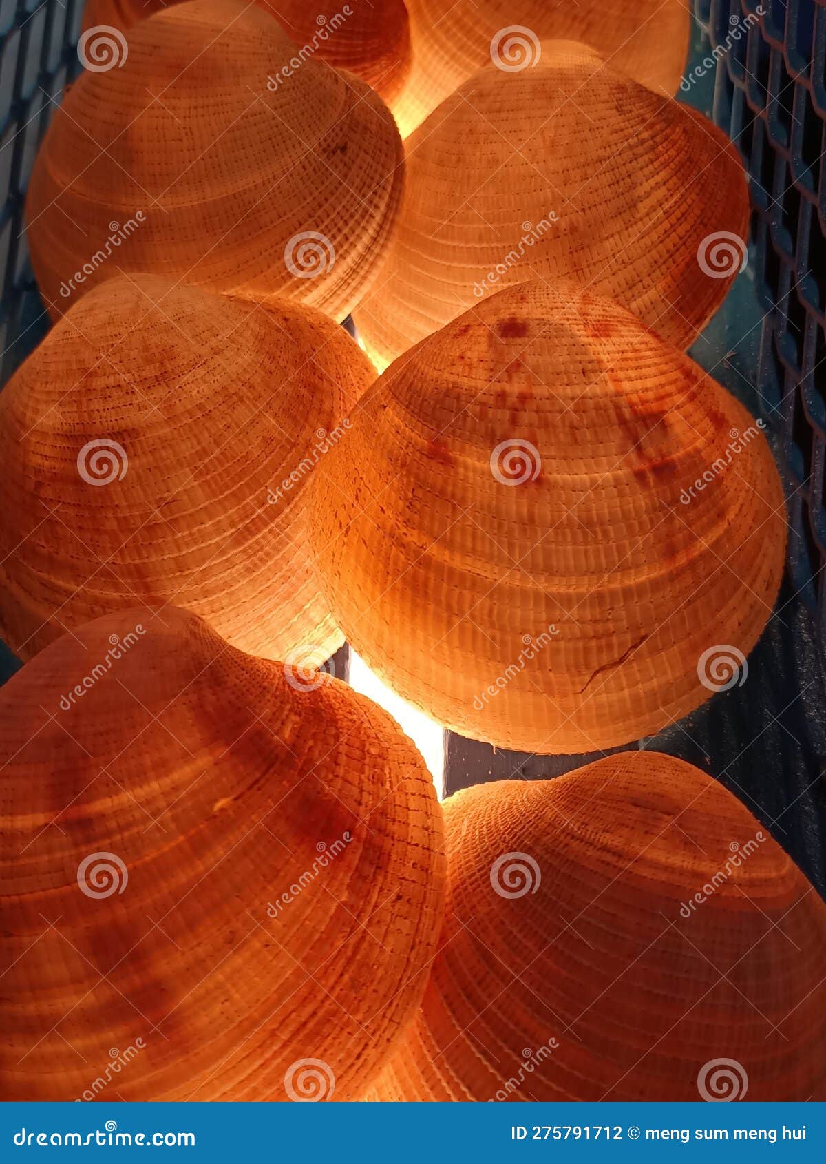 Shinning Light Decorations Seashell Shore Stock Photo - Image of organ ...