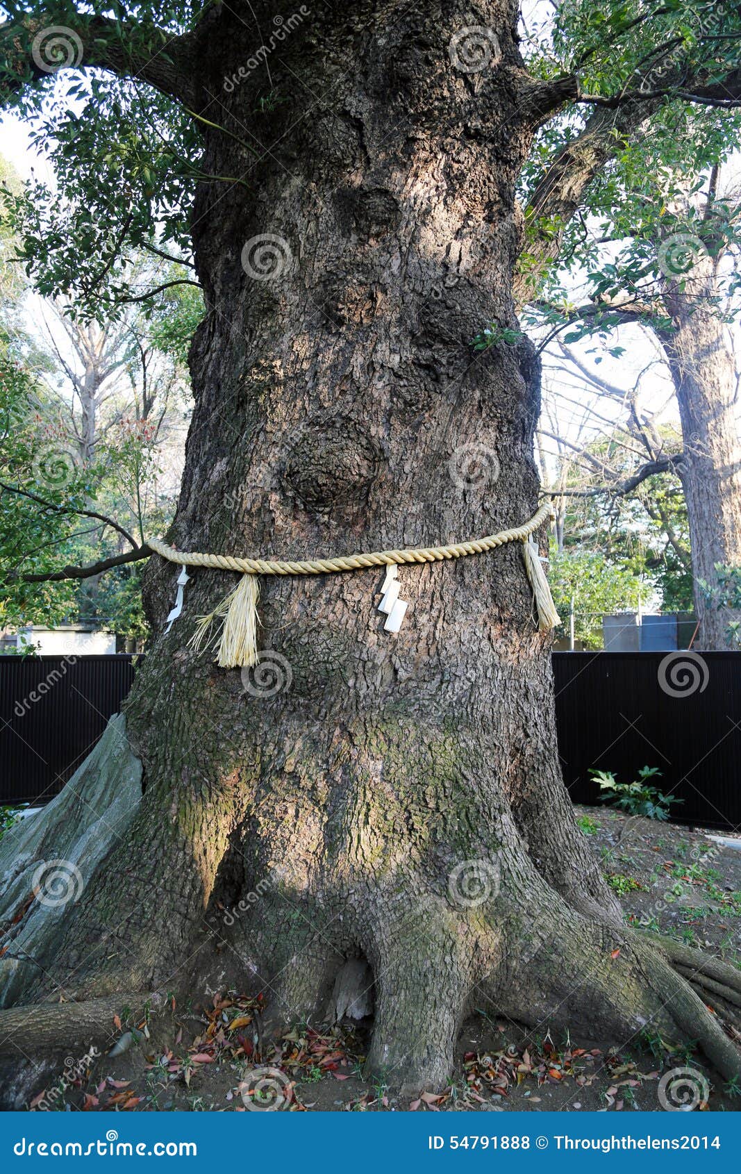 Shinto Tree Shrine with Rope Around the Tree. Stock Photo - Image of ...
