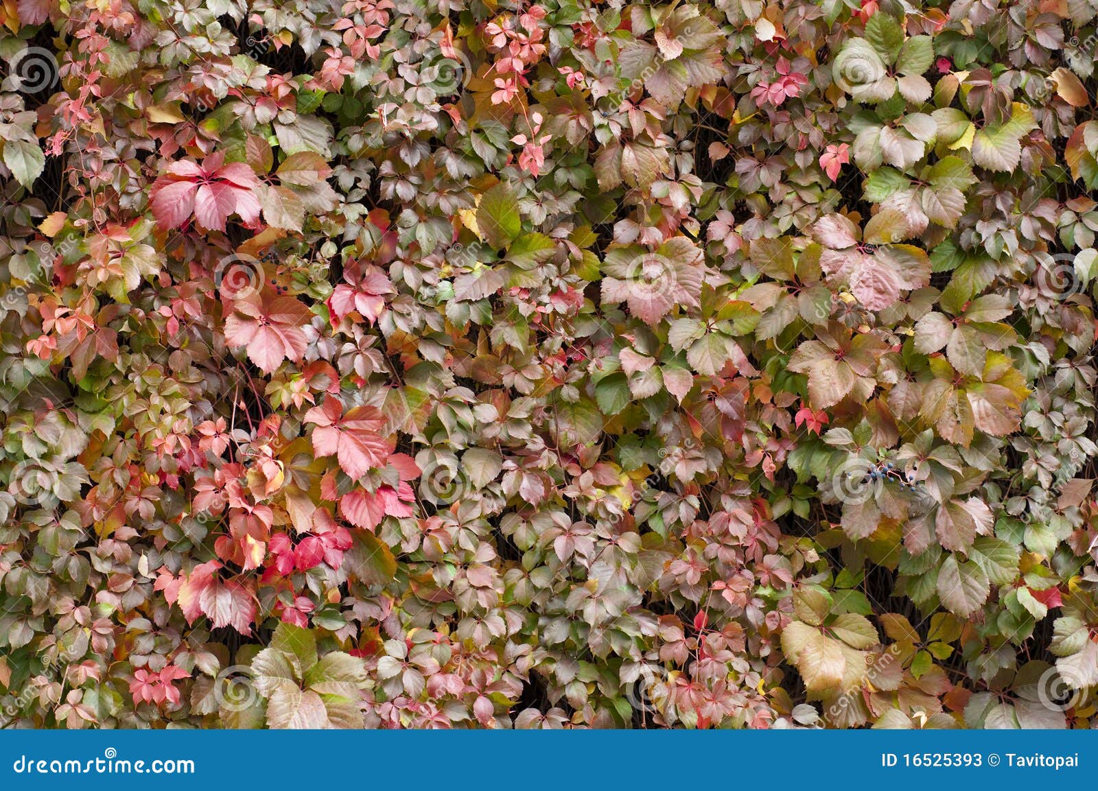 Shiny autumn texture stock image. Image of autumnal, leaf - 16525393