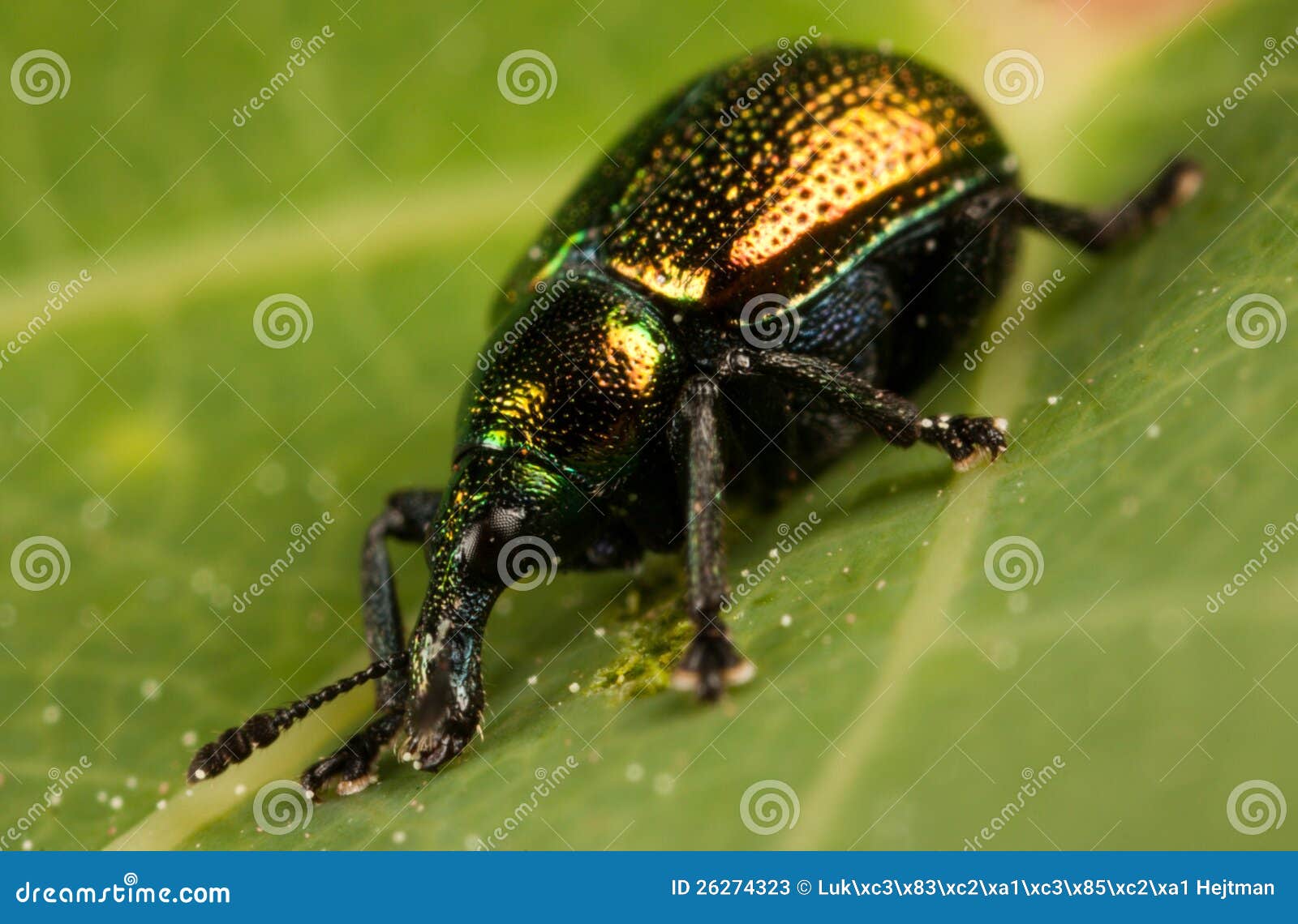 Shiny beetle stock image. Image of closeup, macro, insect - 26274323