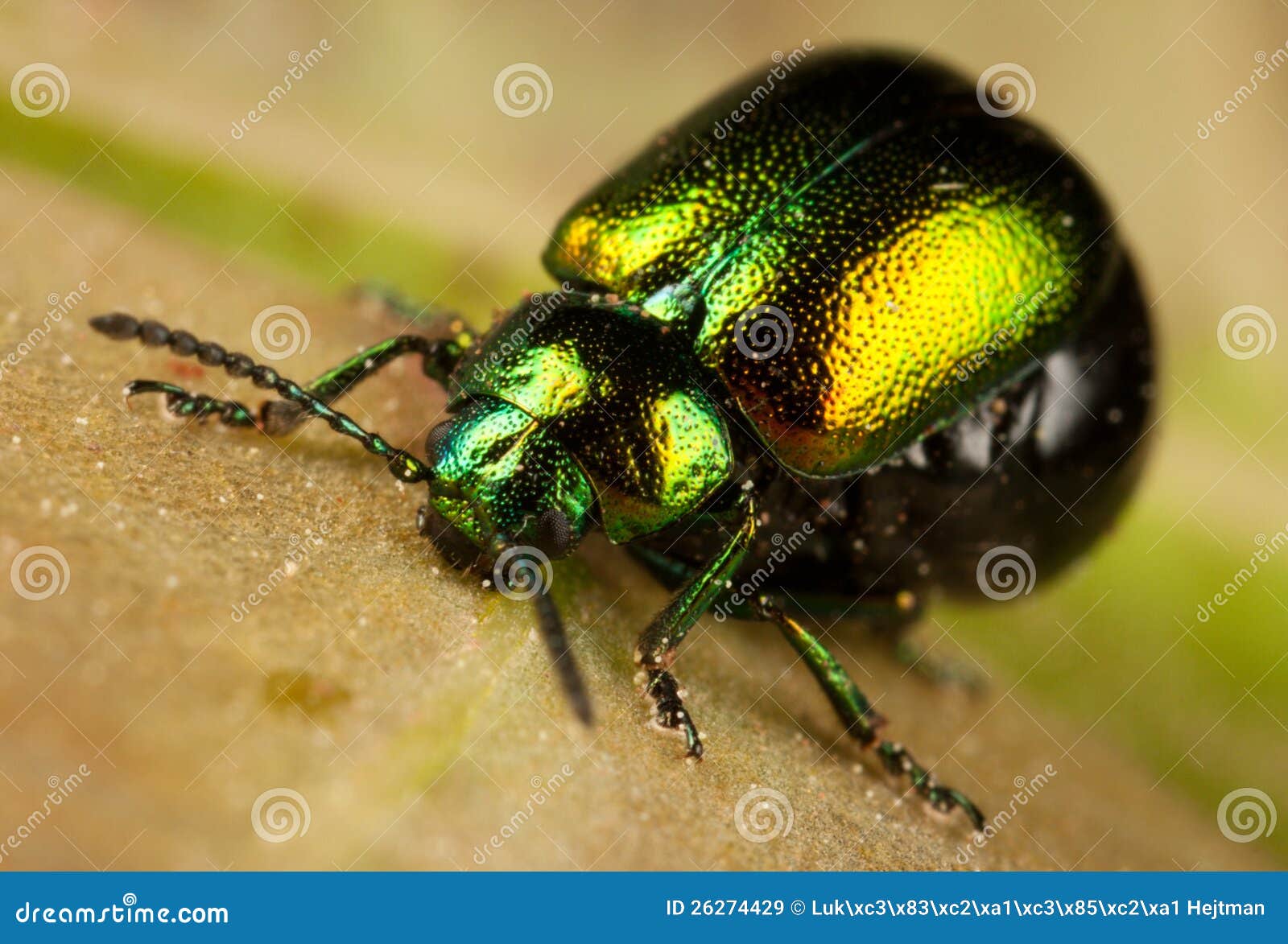 Shiny beetle stock image. Image of insect, animal, pest - 26274429