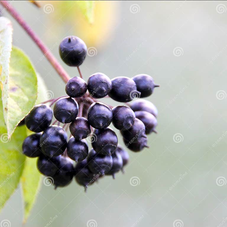 Shiny Black Berries stock photo. Image of plant, branch - 27939068