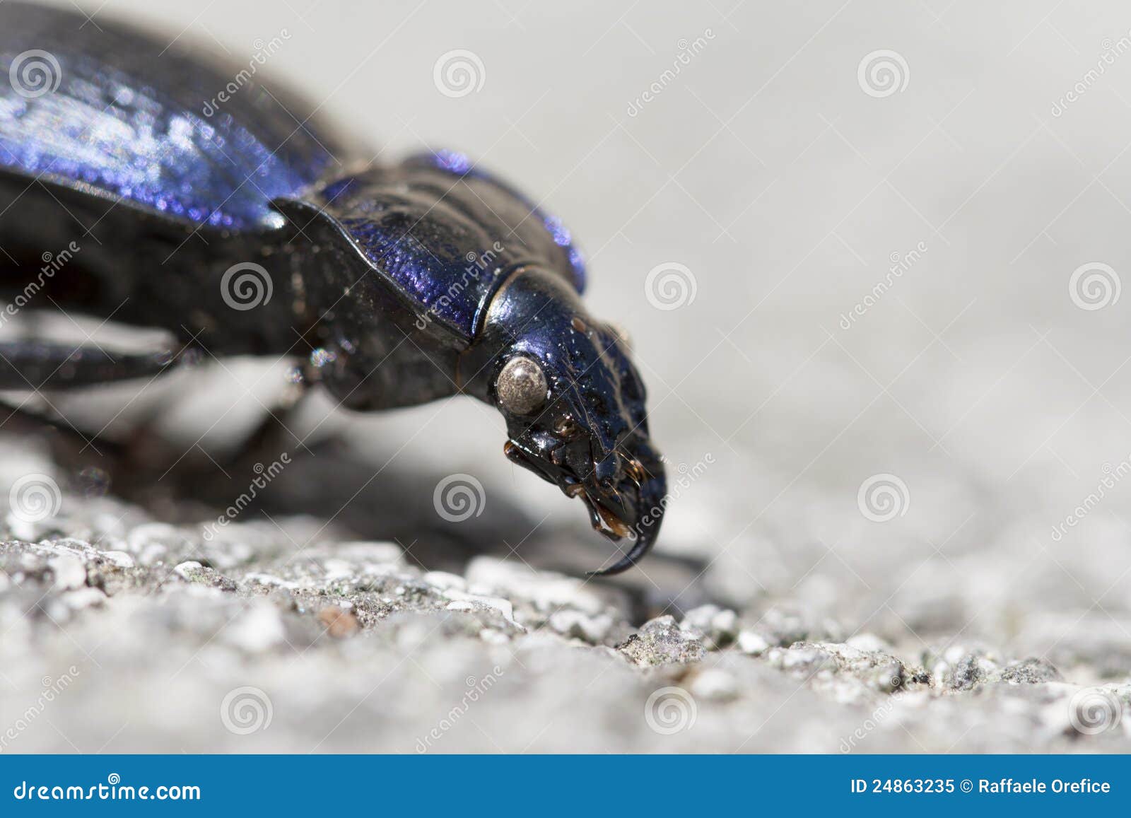 Shiny Black and Blue Insect Stock Image - Image of shines, shiny: 24863235