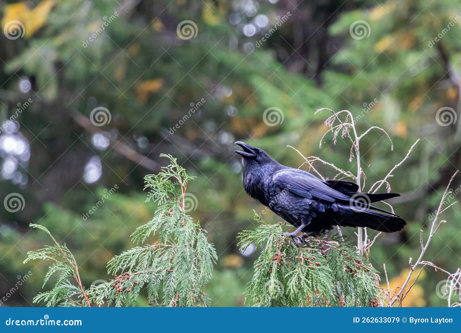 A Shiny Raven in the Tree Tops in Canada Stock Image - Image of leaf ...