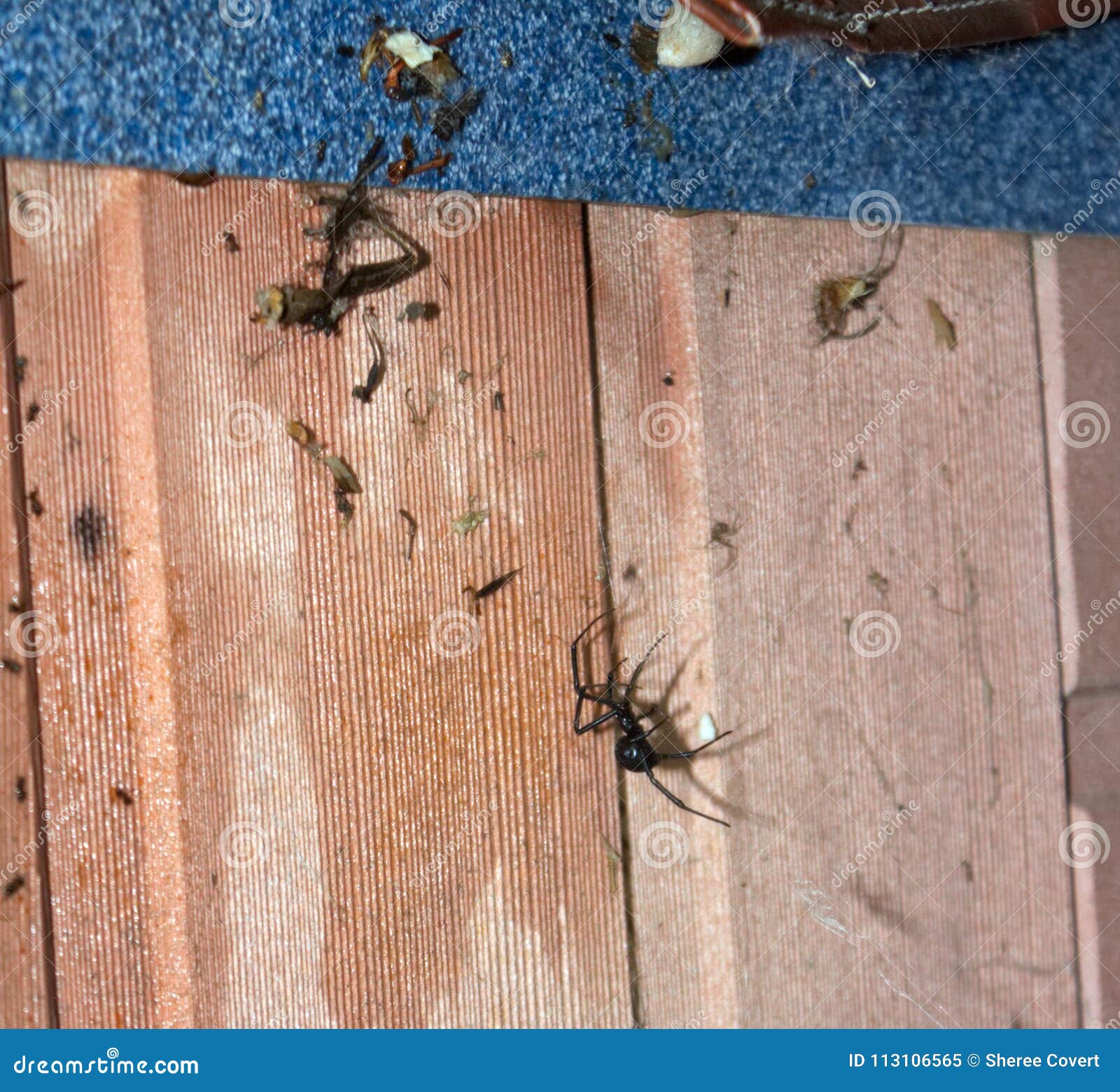 Black Widow Deadly Spider and Web Stock Image - Image of poisonous ...