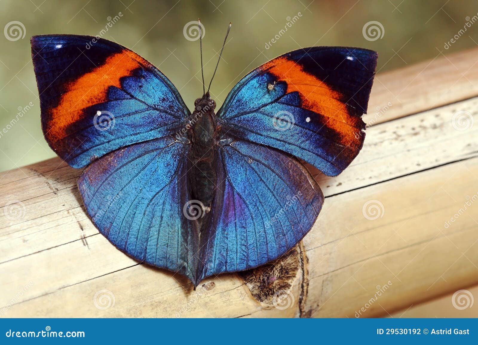 A shiny blue butterfly stock photo. Image of nicely, openly - 29530192