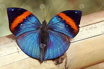 A shiny blue butterfly stock photo. Image of nicely, openly - 29530192